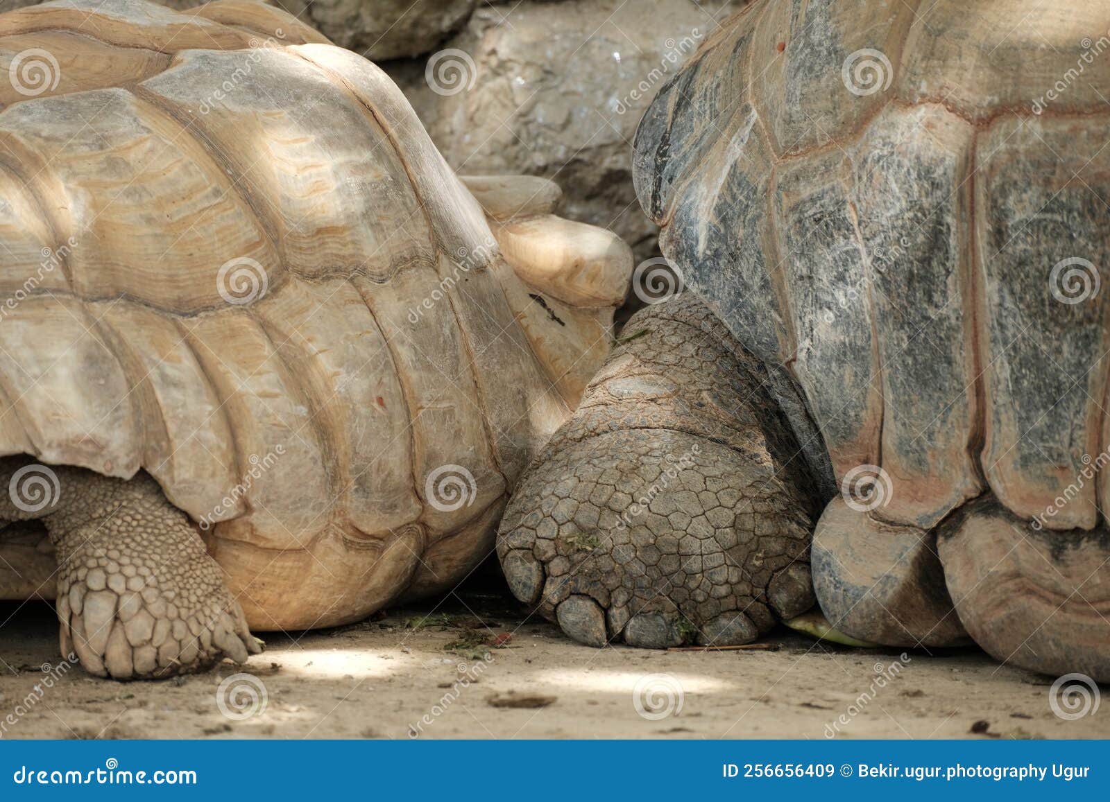 Big Turtle stock image. Image of close, shell, head - 256656409
