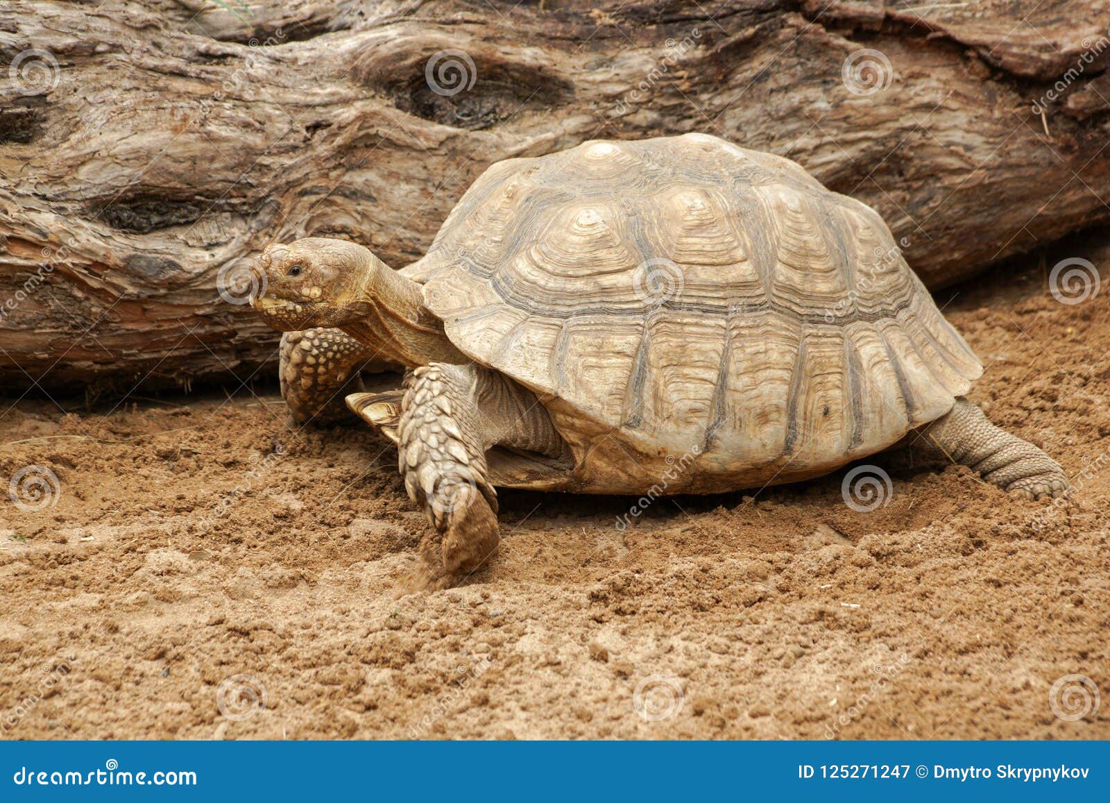 Big Turtle Close Up Standing on the Ground Stock Image - Image of ...