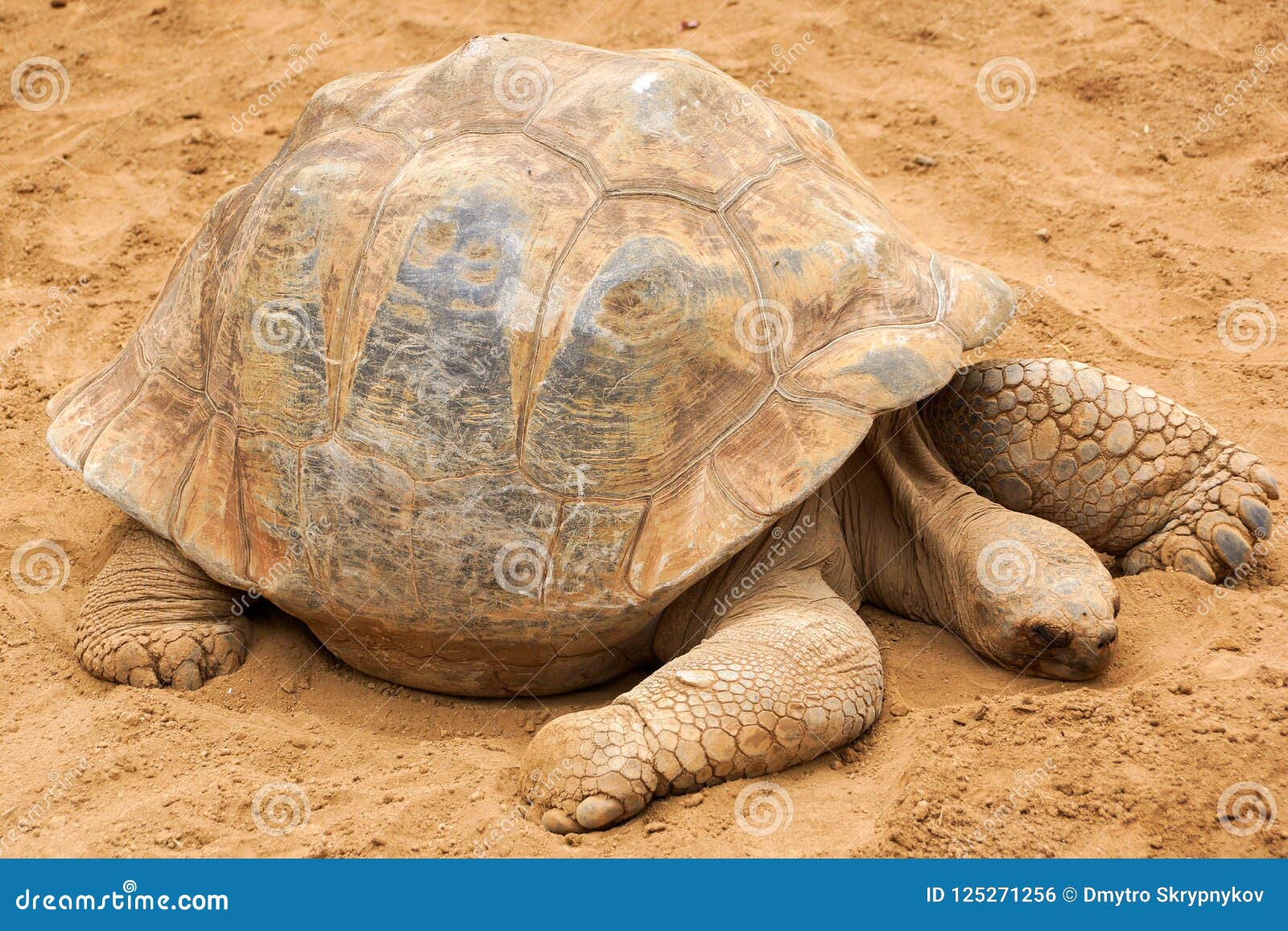Big Turtle Close Up Standing on the Ground Stock Photo - Image of ...