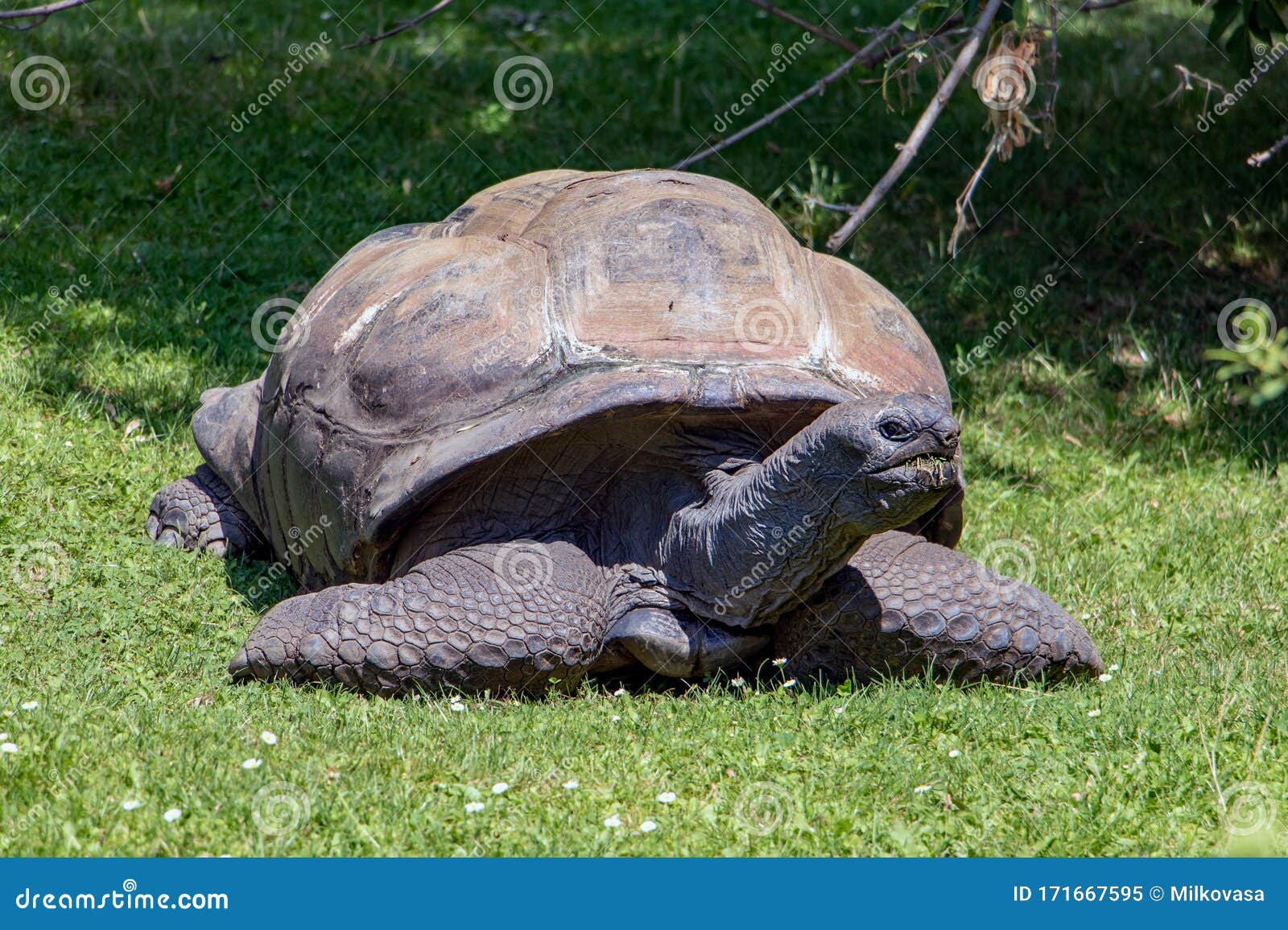 The Big Turtle Crawl on the Grass Stock Image - Image of nature, front ...