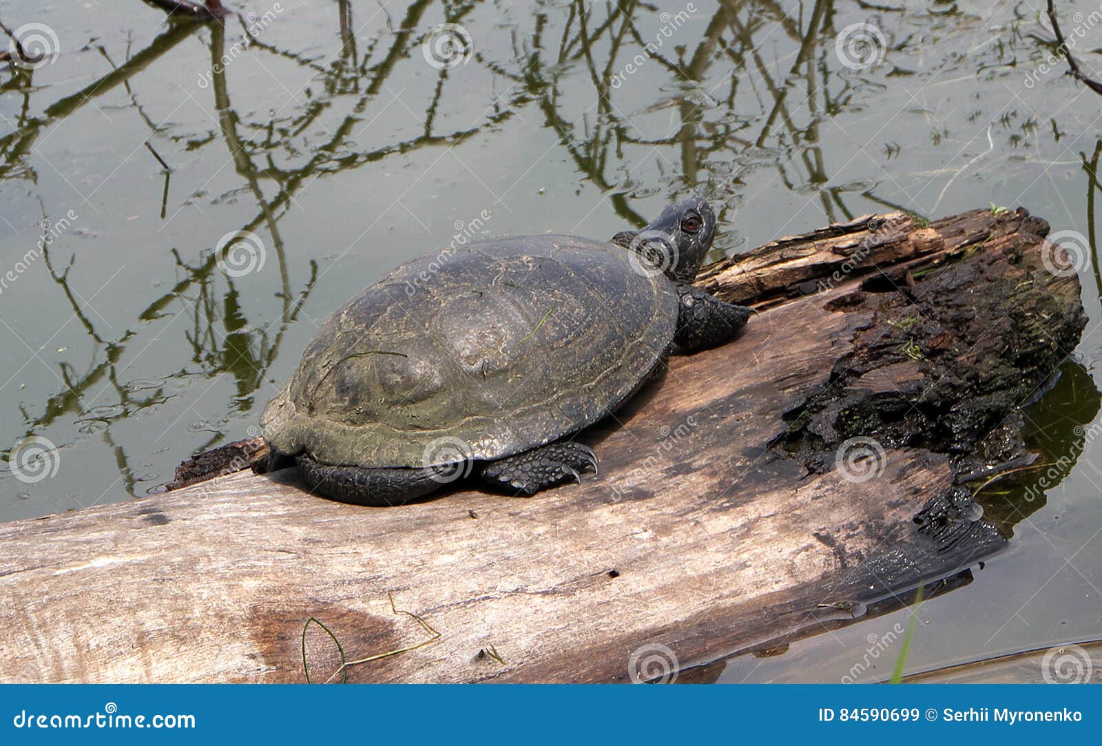Big Turtle Crossing River on the Tree Stock Image - Image of wood ...