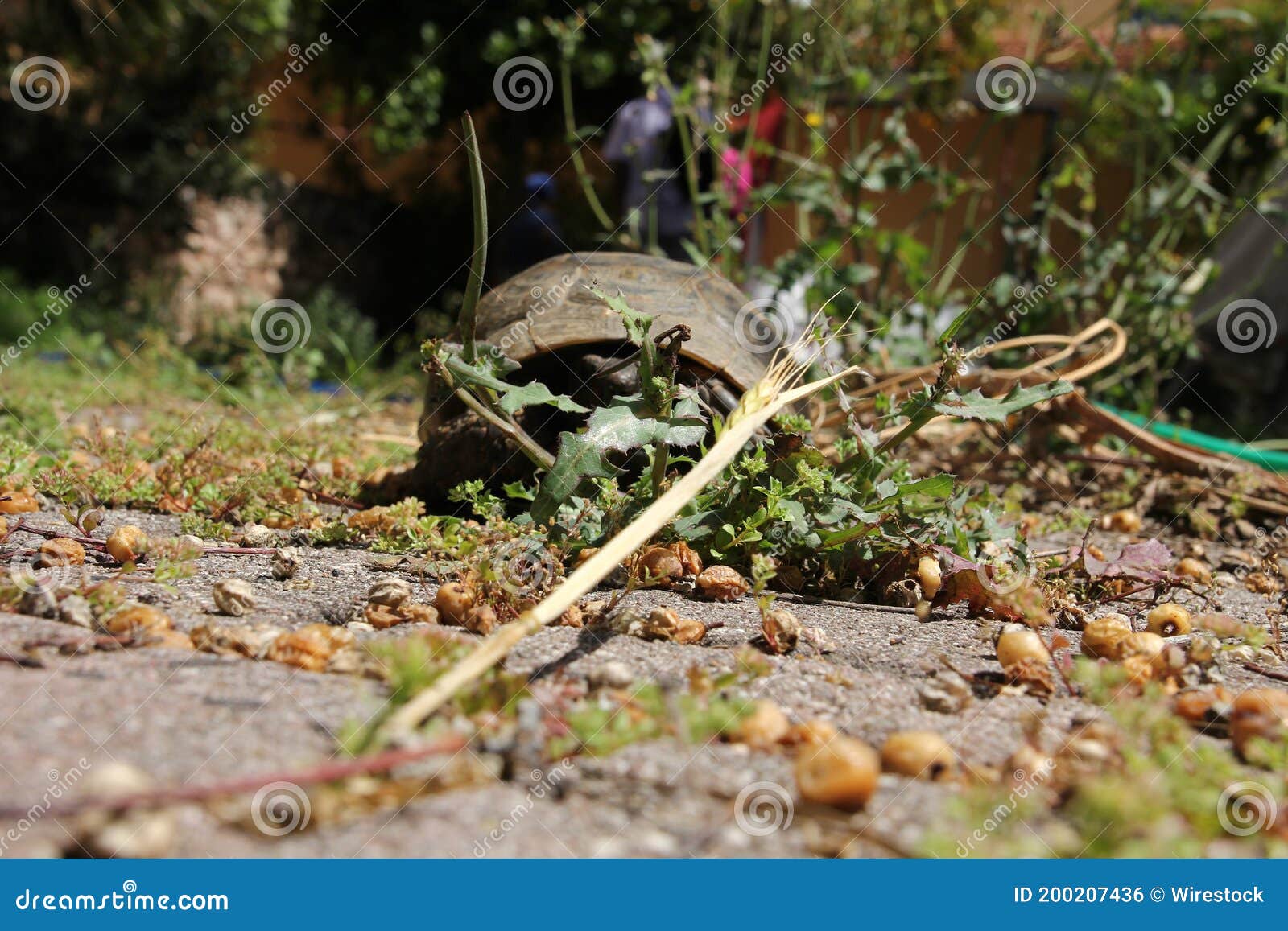 Big Turtle Eating Grass in the Park Stock Photo - Image of small ...