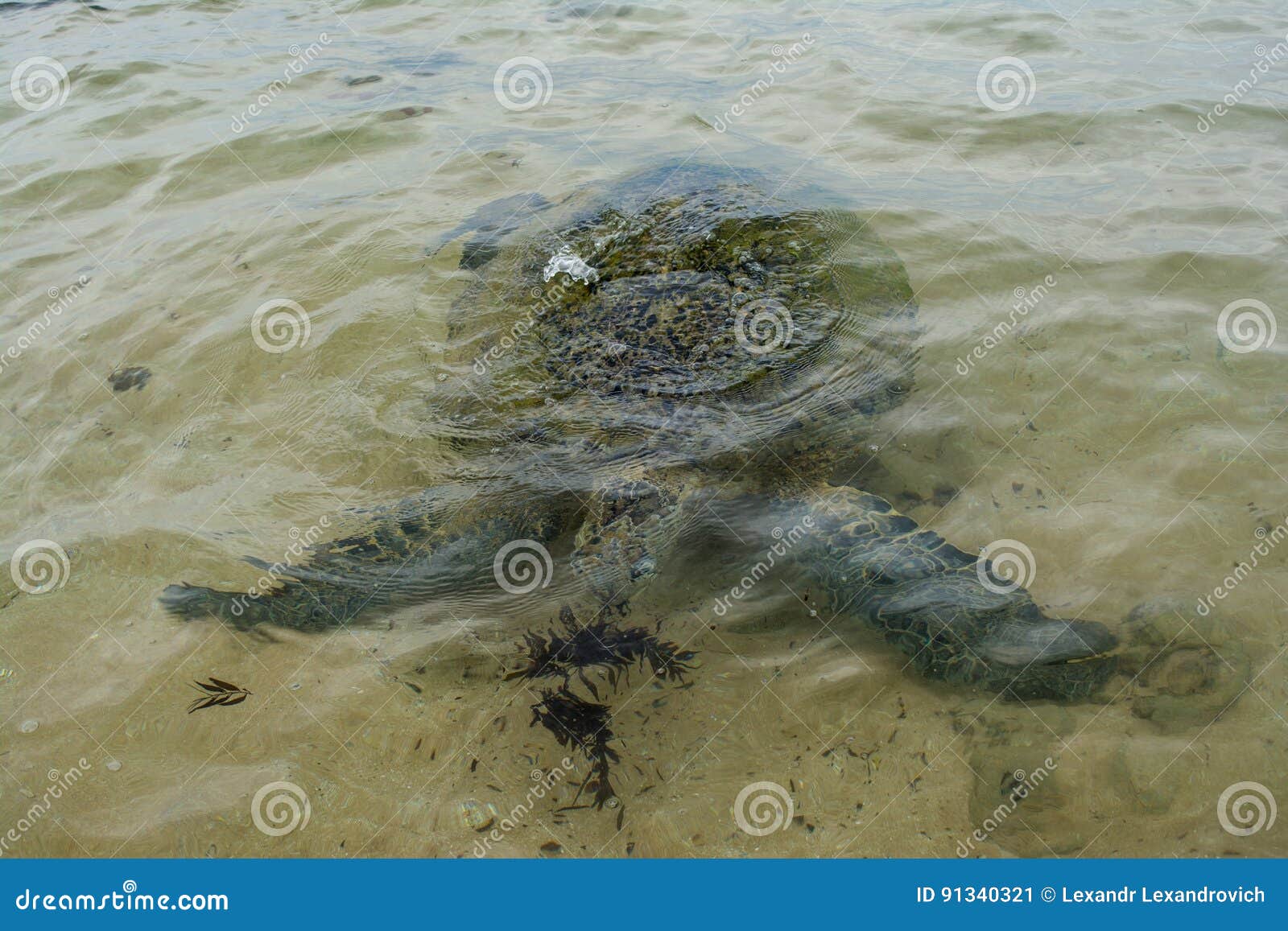 Big Turtle Eating Sea Weed on the Beach Stock Image - Image of asia ...