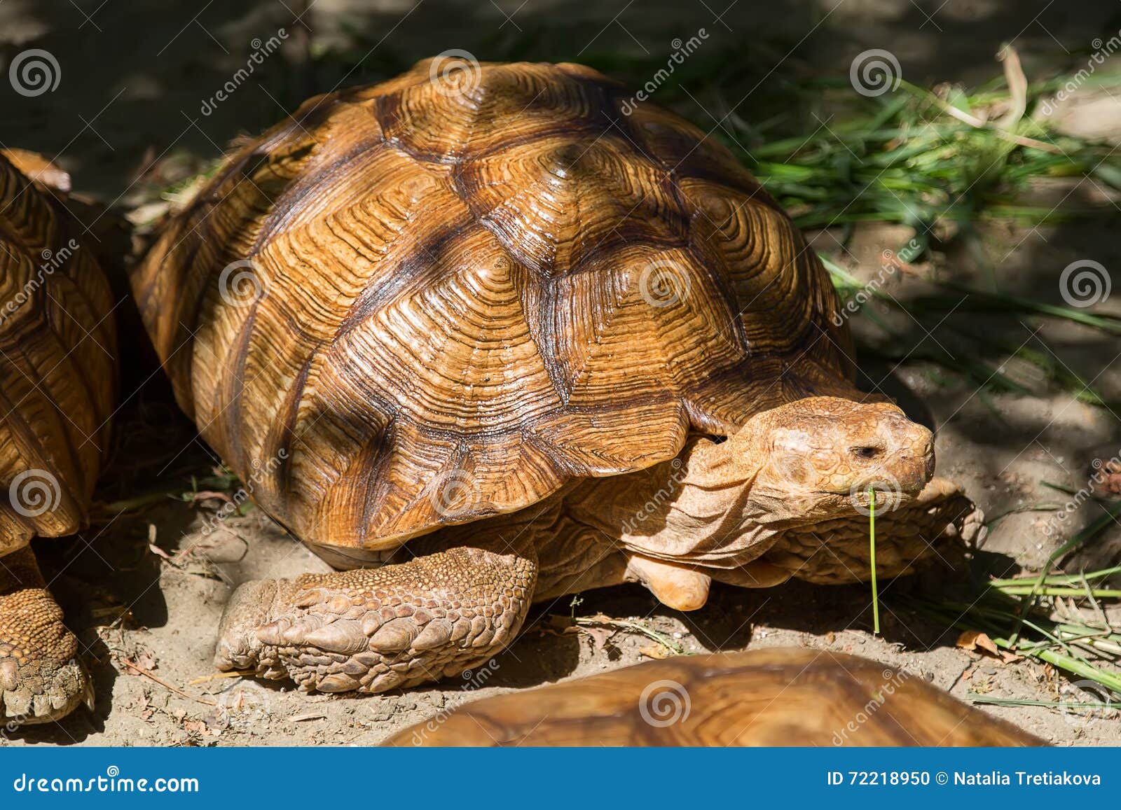 Turtle Eats Grass Stock Photos - Download 95 Royalty Free Photos