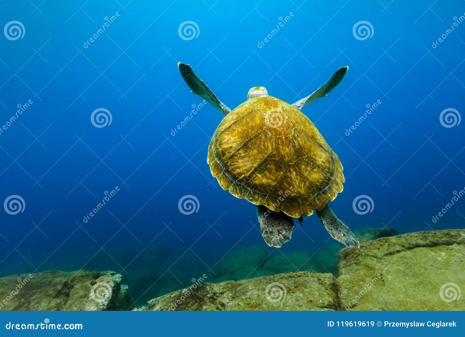 Big Turtle Floating in the Deep Blue Ocean Water Stock Image - Image of ...