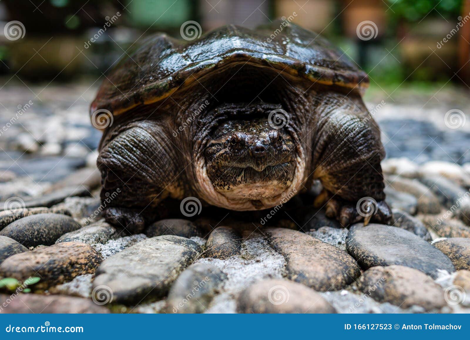 Big Turtle on the Ground with Stones Stock Image - Image of hope, large ...
