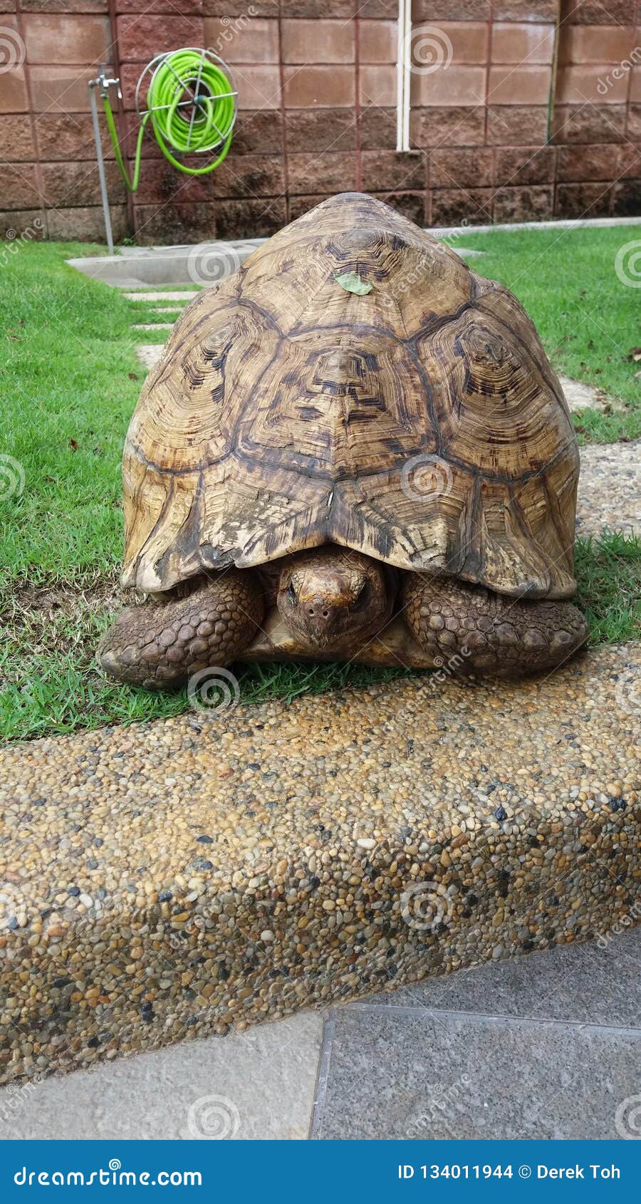Big Turtle stock photo. Image of 10year, turtle, home - 134011944