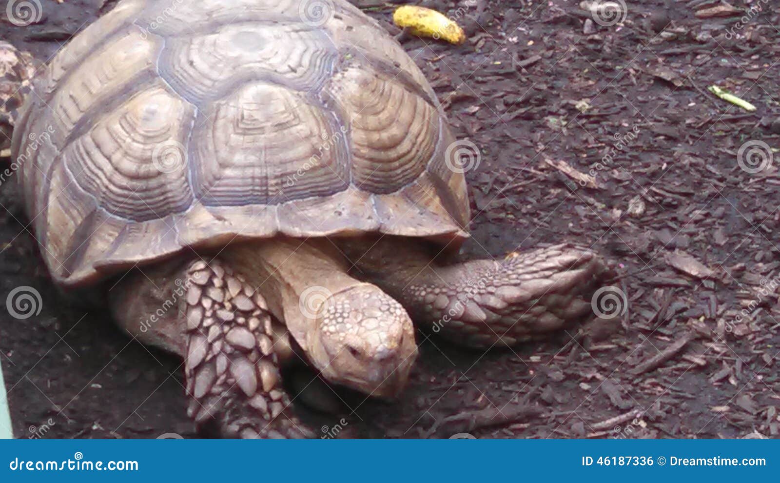 Big turtle stock photo. Image of animals, turtle, huge - 46187336