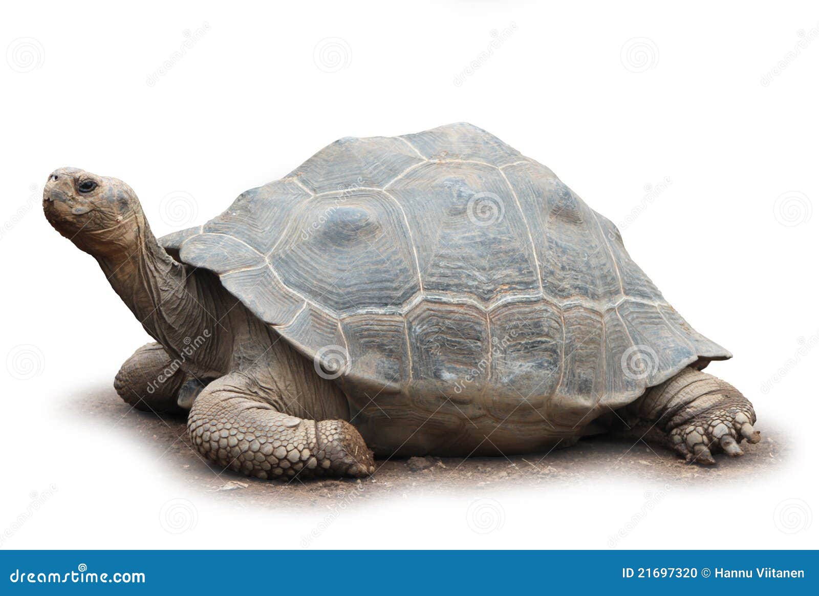 Big turtle isolated stock photo. Image of wise, legs - 21697320