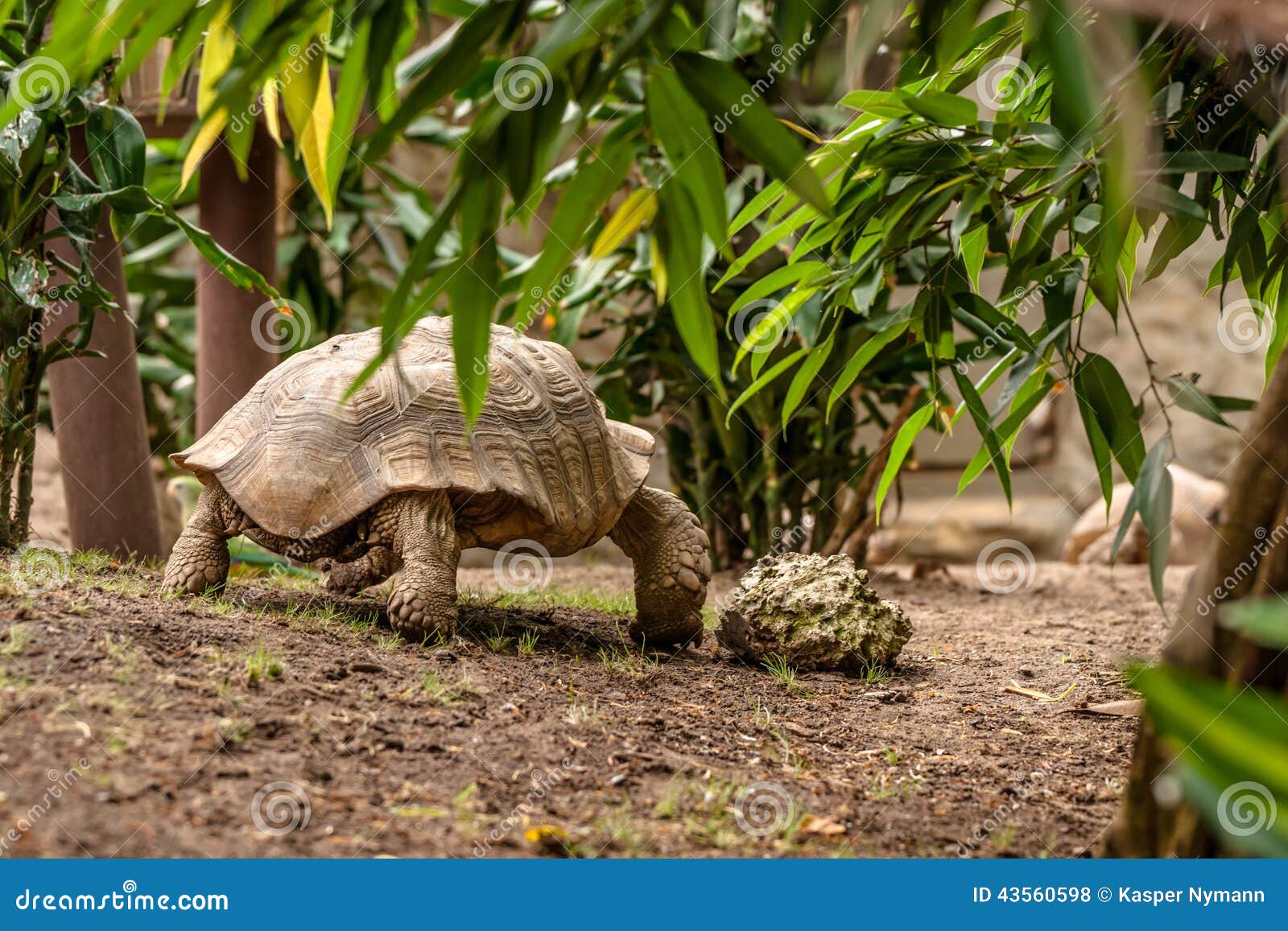 Big turtle in the jungle stock photo. Image of prehistoric - 43560598
