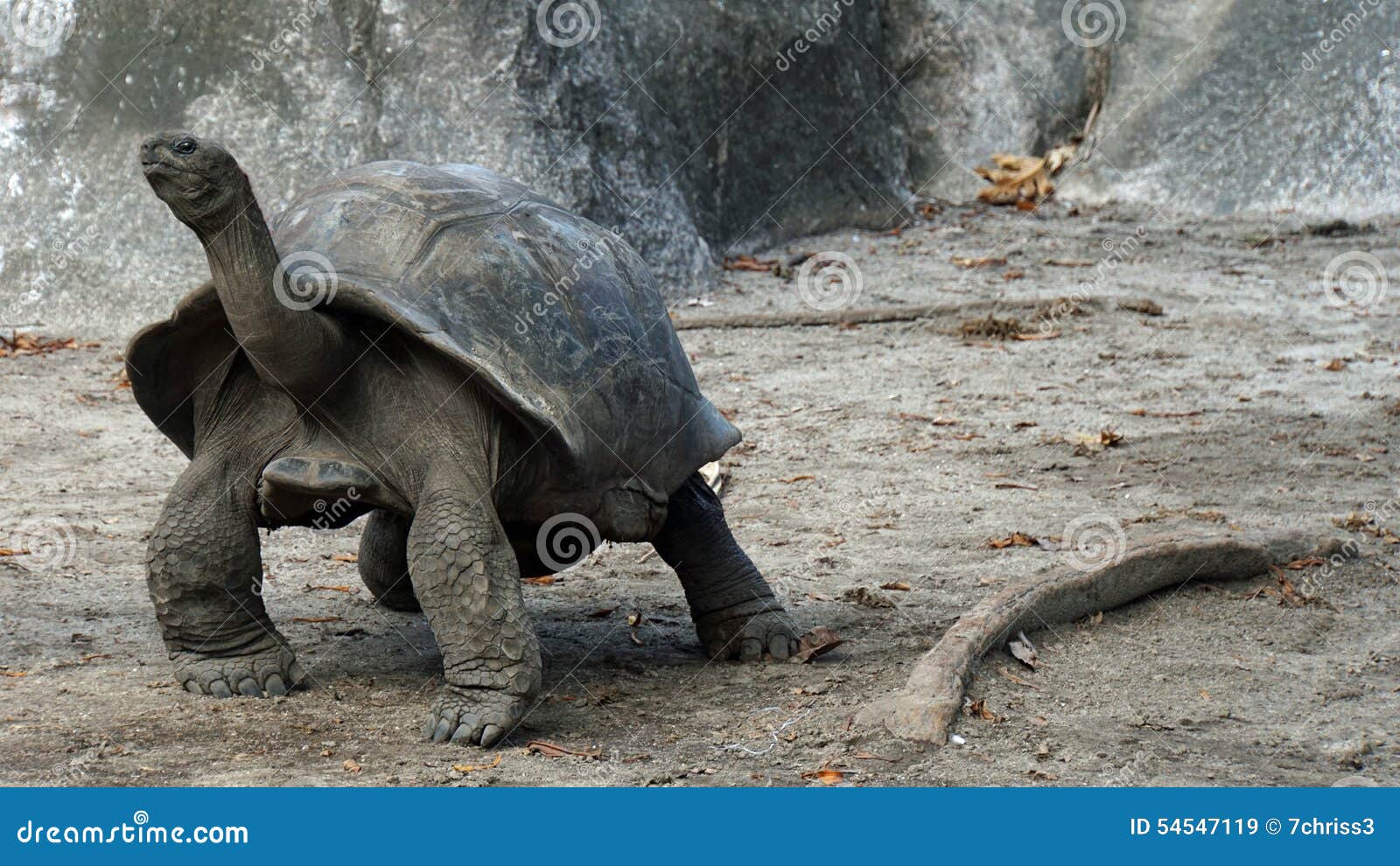 Big turtle stock image. Image of vacation, animal, island - 54547119