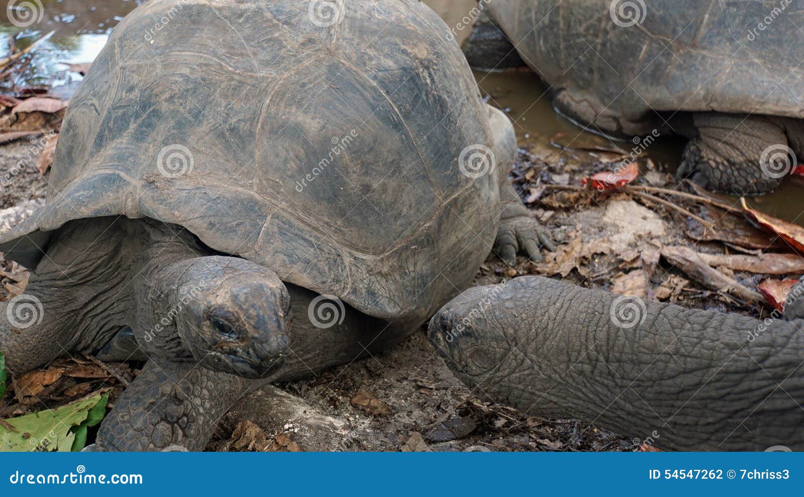 Big turtle stock photo. Image of relax, tourism, island - 54547262