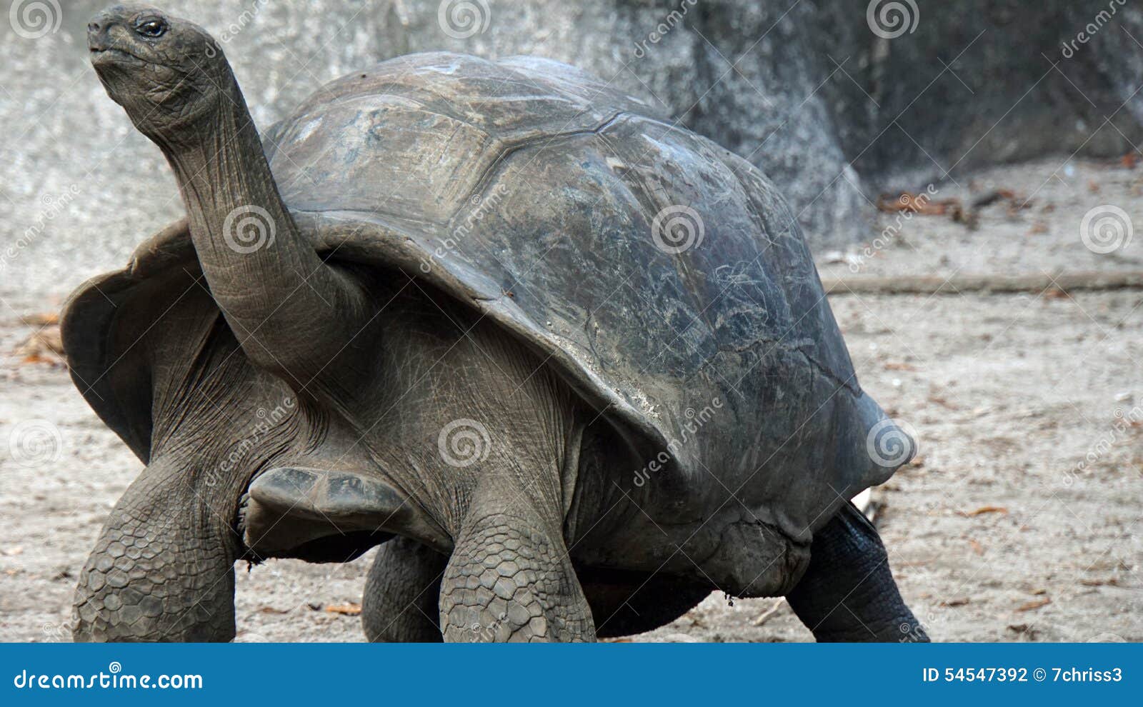 Big turtle stock photo. Image of tourism, closeup, tropical - 54547392