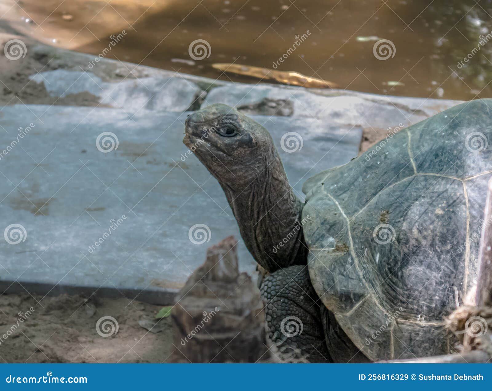 A Big Turtle Looking in the Camera Stock Image - Image of endangered ...