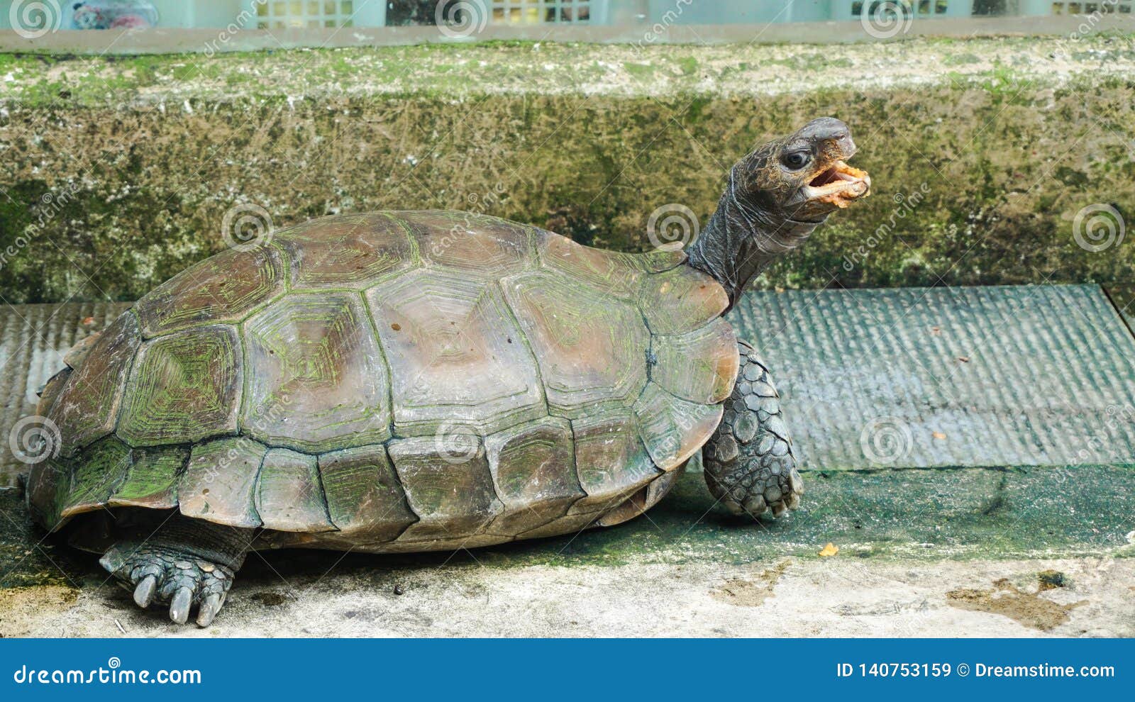 A Big Turtle with the Mouth Opened Stock Image - Image of mouth ...