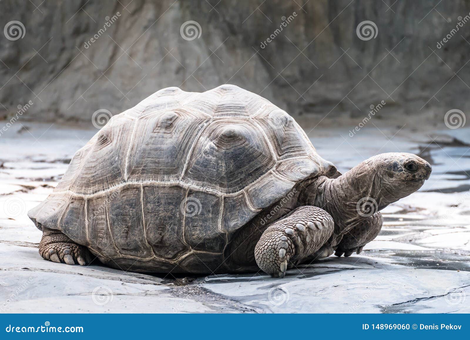 A big turtle moving slowly stock photo. Image of africa - 148969060