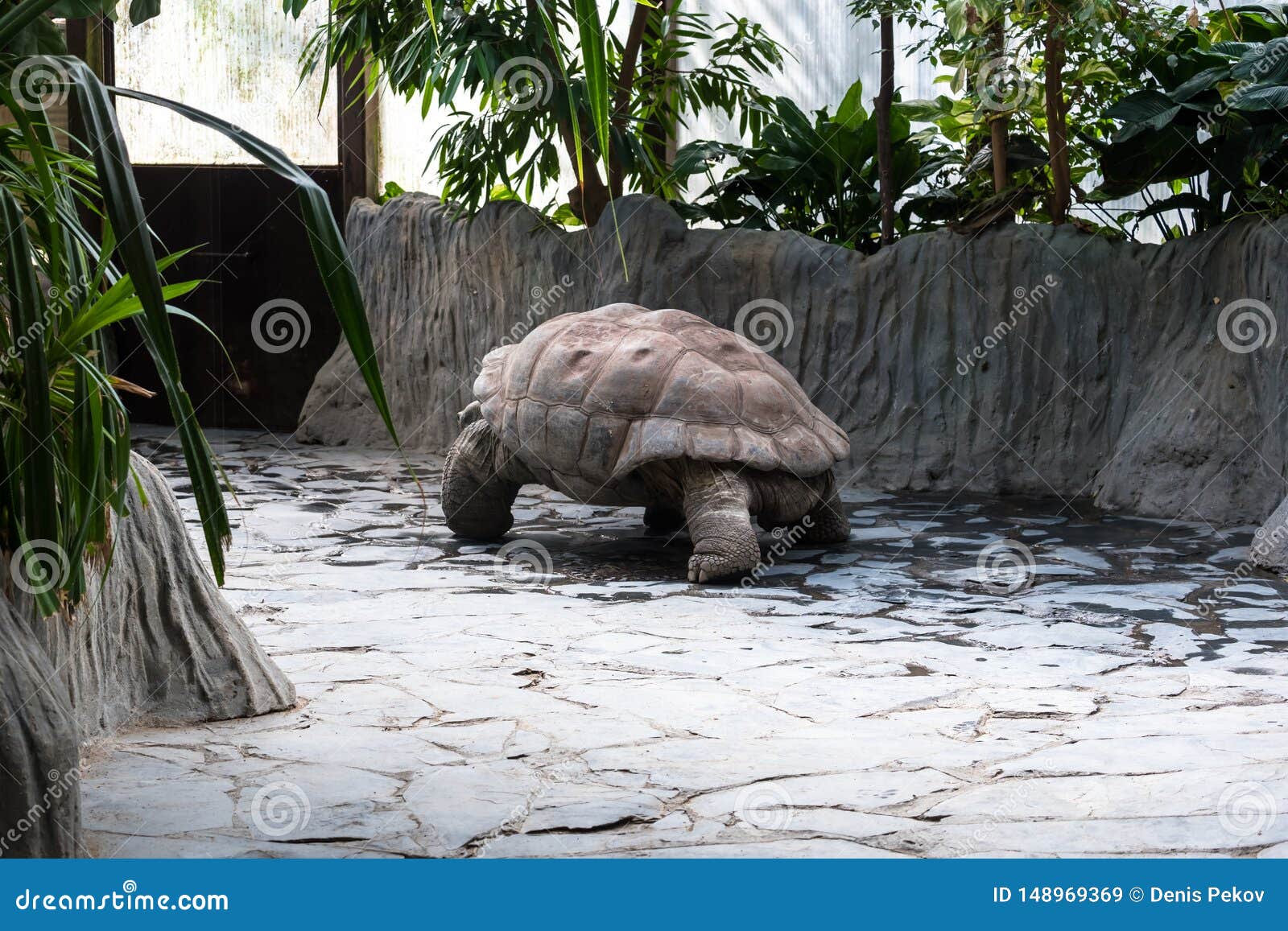 Moving Turtle Wants To Climb On The Stairs Concept Composition Royalty ...