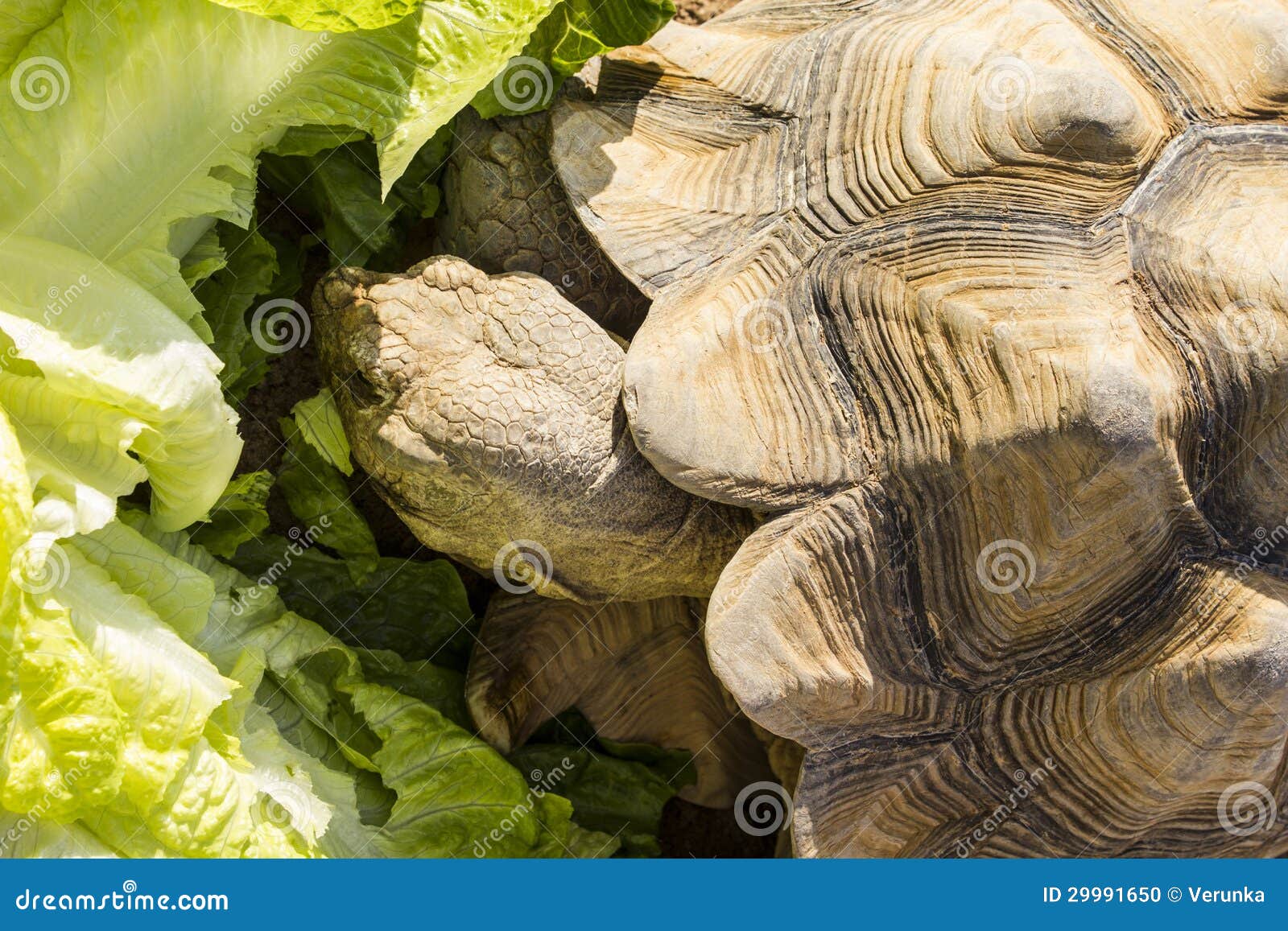 Turtle stock photo. Image of yellow, nature, ground, vegetable - 29991650
