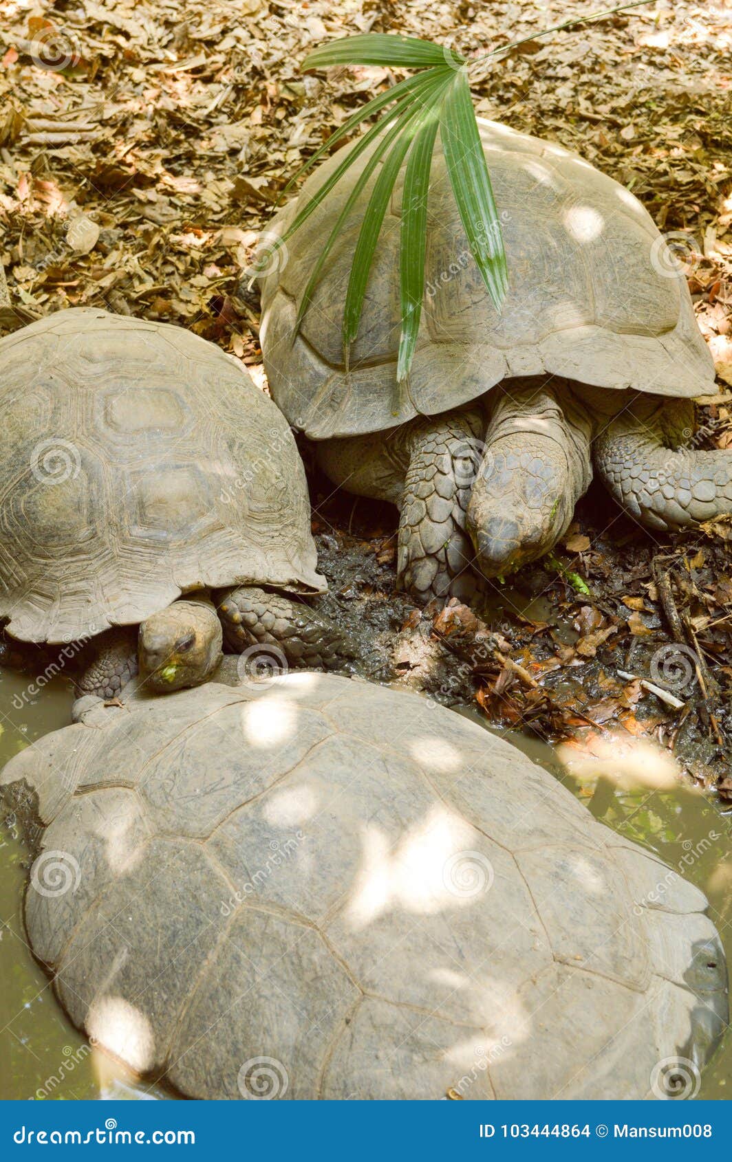 Big Turtle in Nature Garden Stock Photo - Image of slow, nature: 103444864
