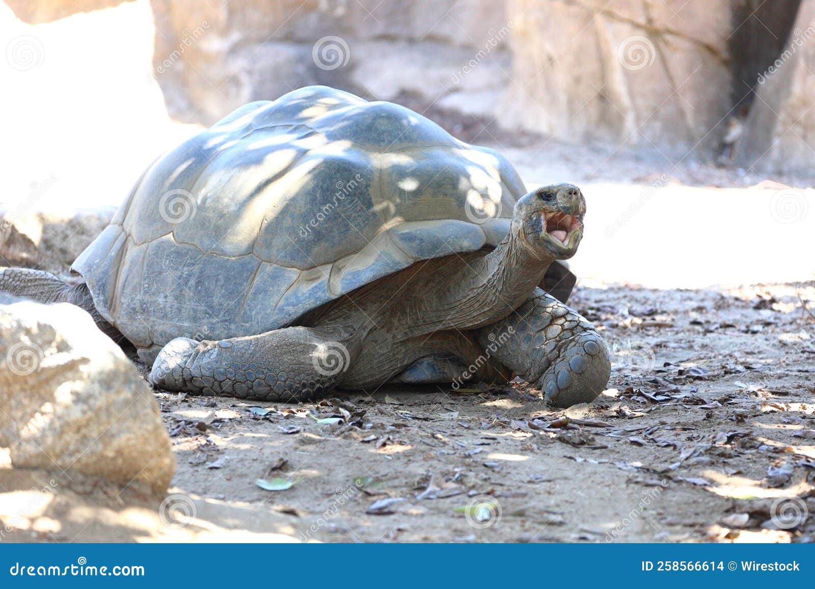 Big Turtle with an Open Mouth Stock Photo - Image of water, turtle ...
