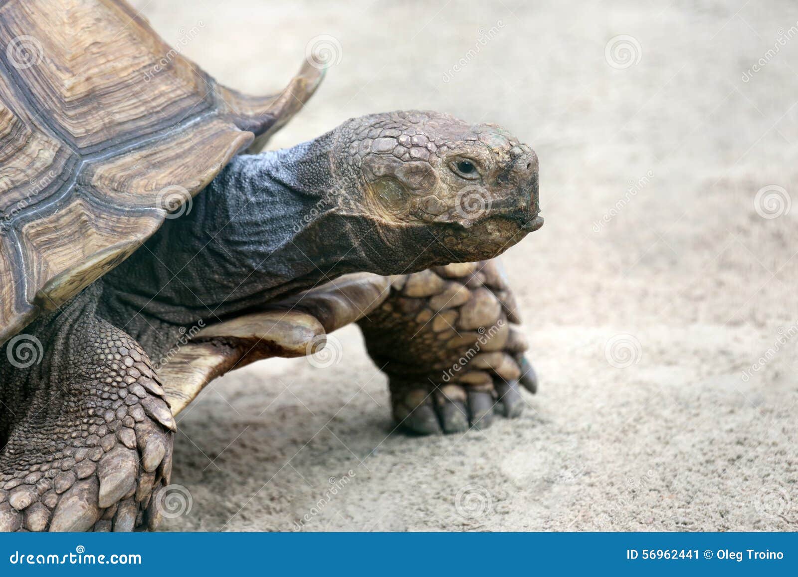 Big turtle stock image. Image of shell, large, species - 56962441