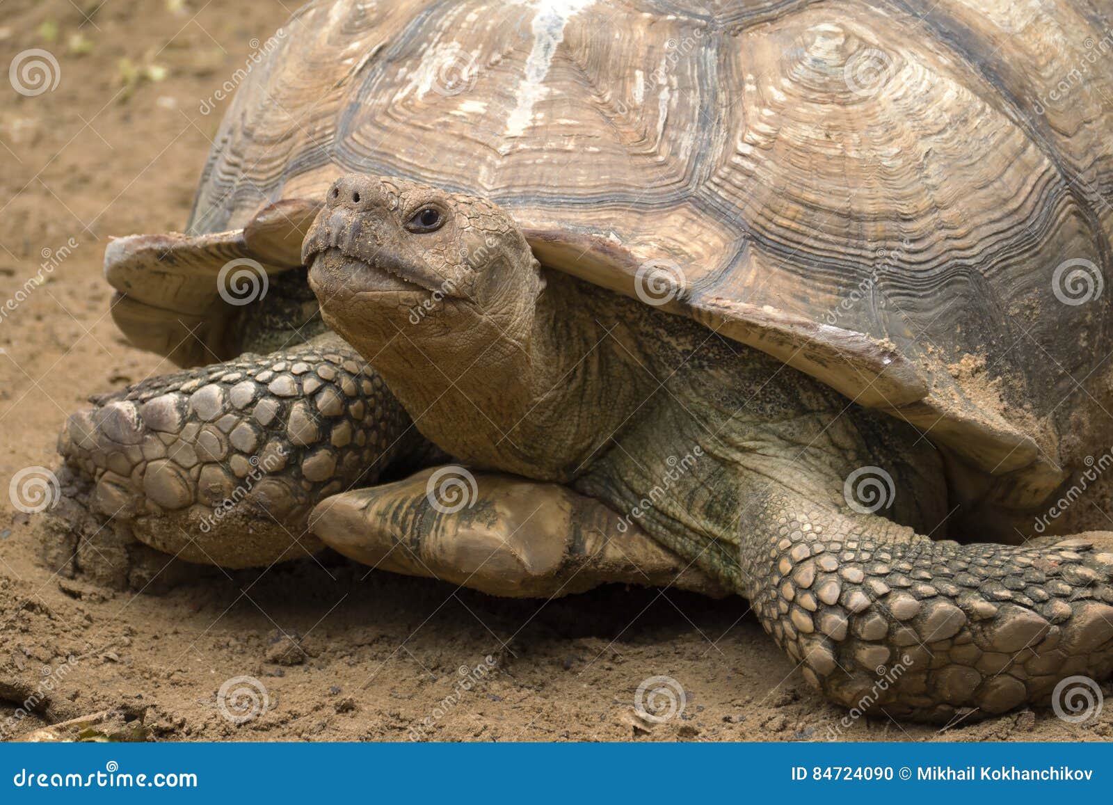 Big turtle portrait stock photo. Image of shell, george - 84724090