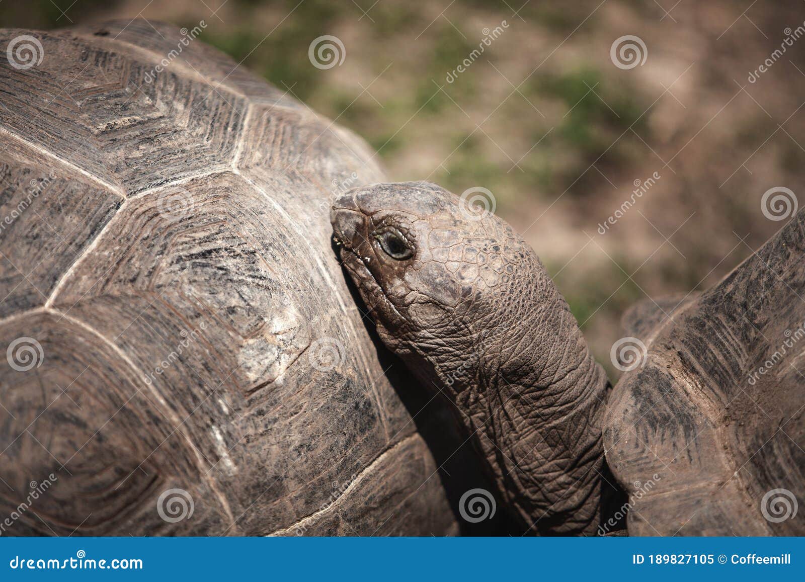 5,506 Big Turtle Shell Stock Photos - Free & Royalty-Free Stock Photos ...