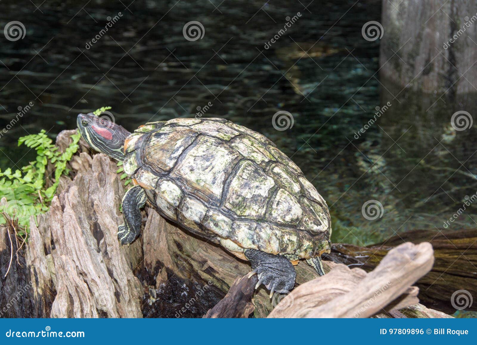 Big turtle resting stock photo. Image of tropical, grass - 97809896