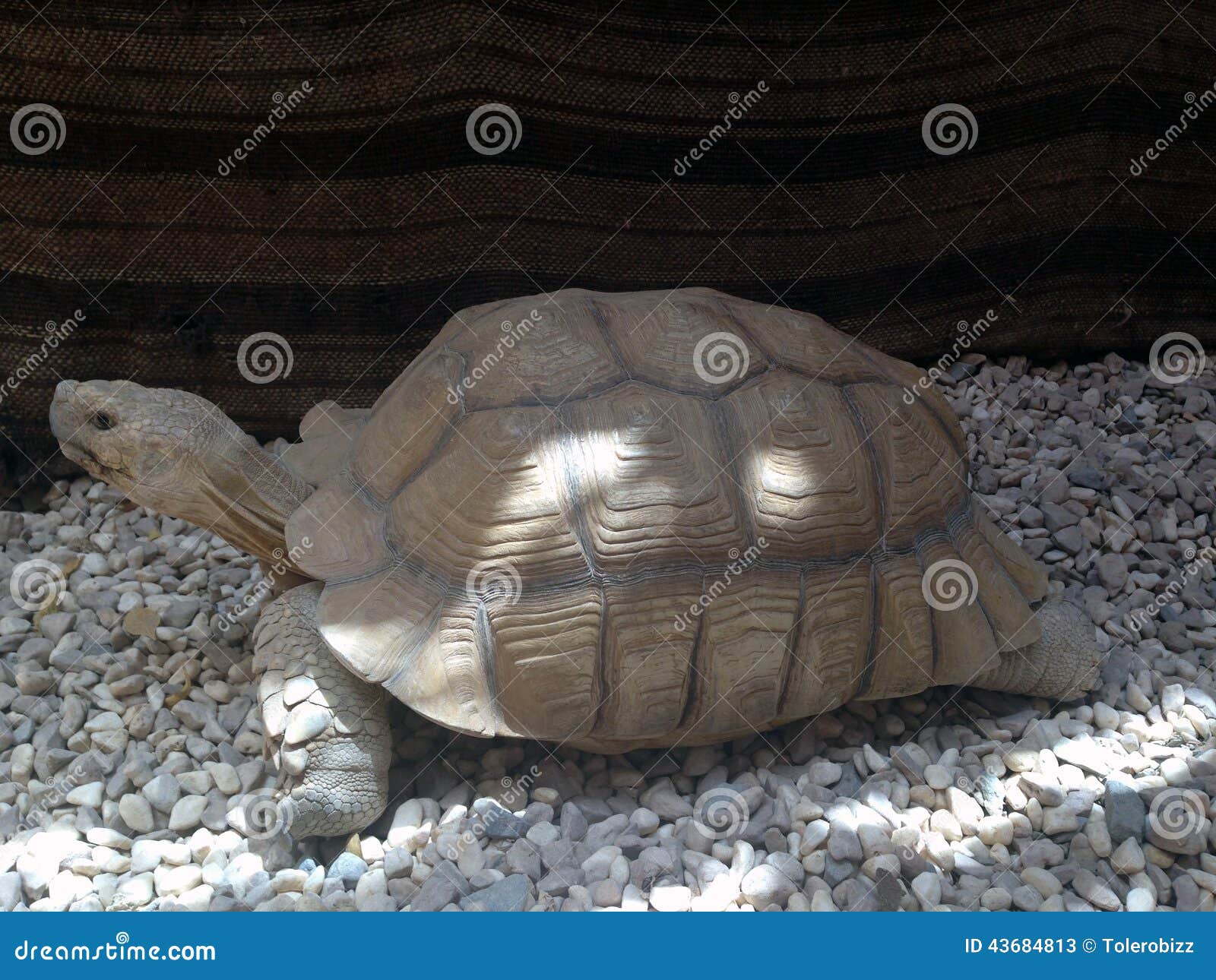 Big turtle stock image. Image of endangered, nature, africa - 43684813