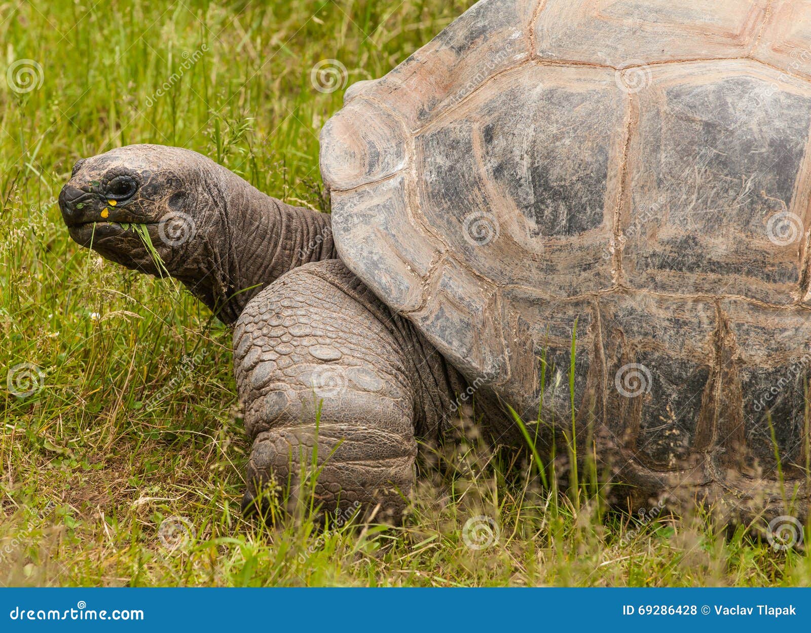 Big Turtle stock photo. Image of exotic, grass, lazy - 69286428