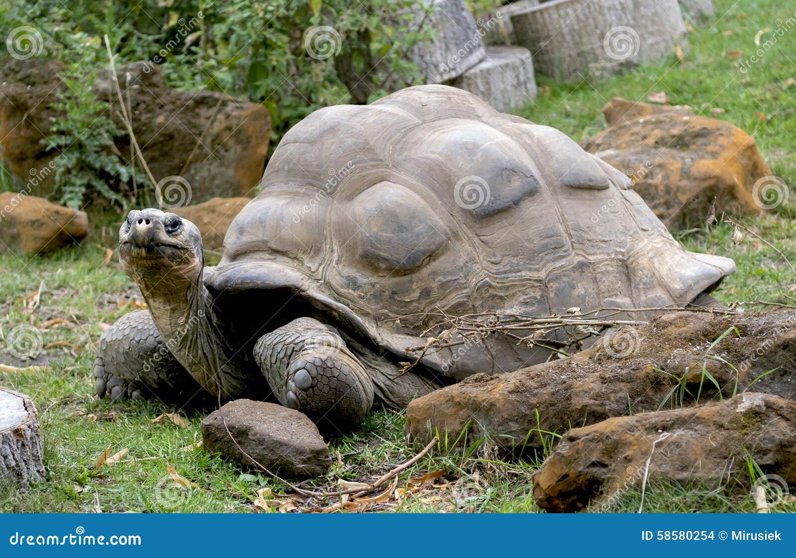 Big turtle stock photo. Image of crawling, protection - 58580254