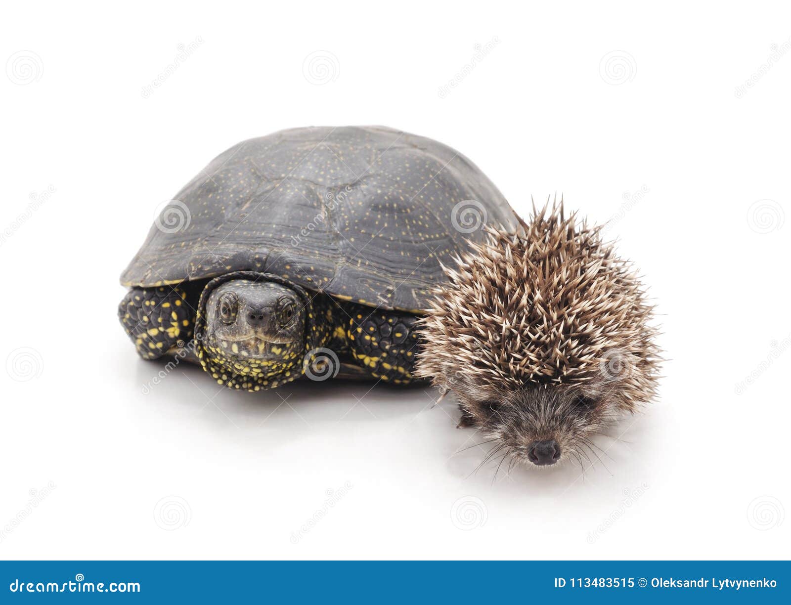 Spiked Turtle Stock Photos - Free & Royalty-Free Stock Photos from ...
