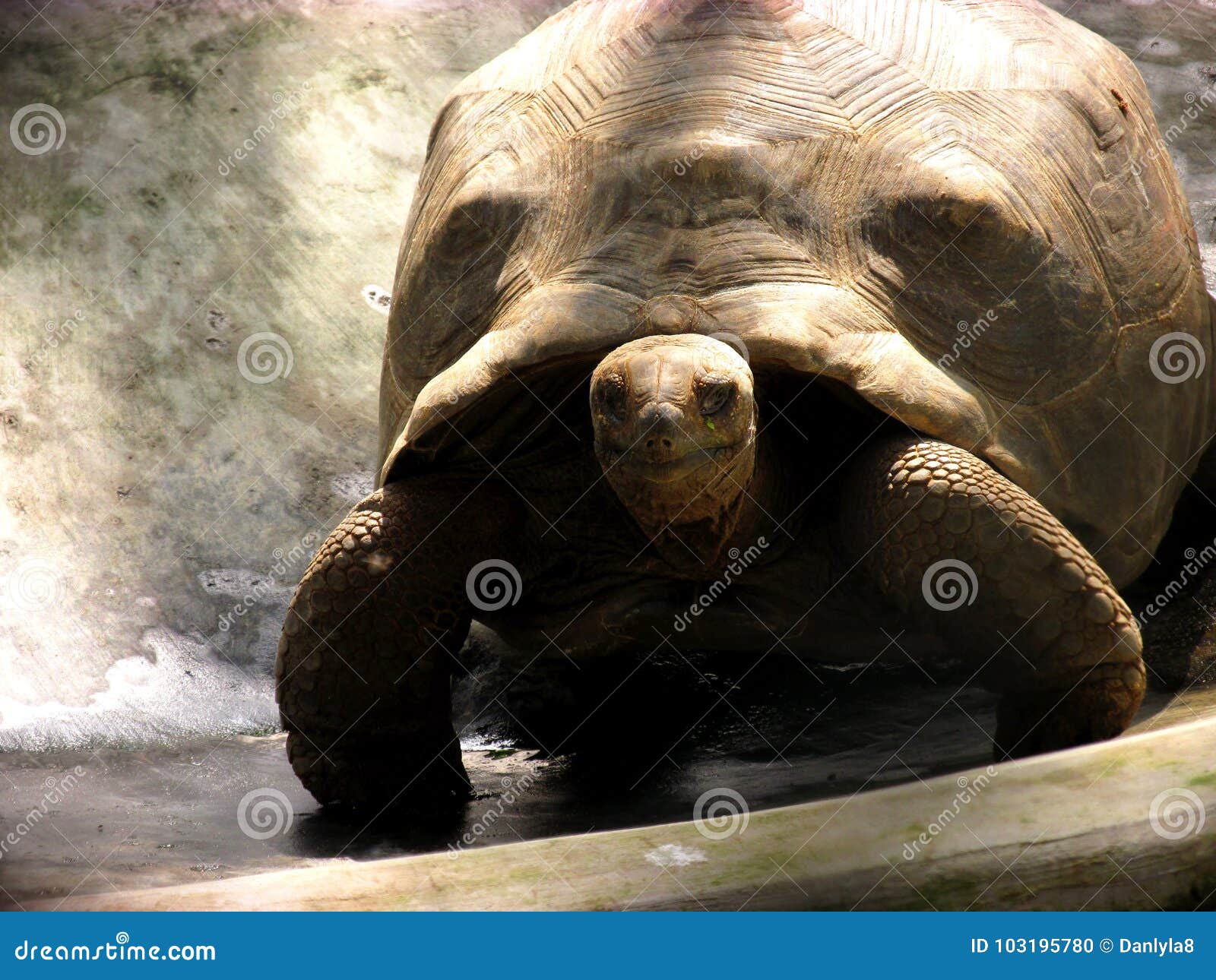 Turtle smile stock photo. Image of sanctuary, reptile - 103195780
