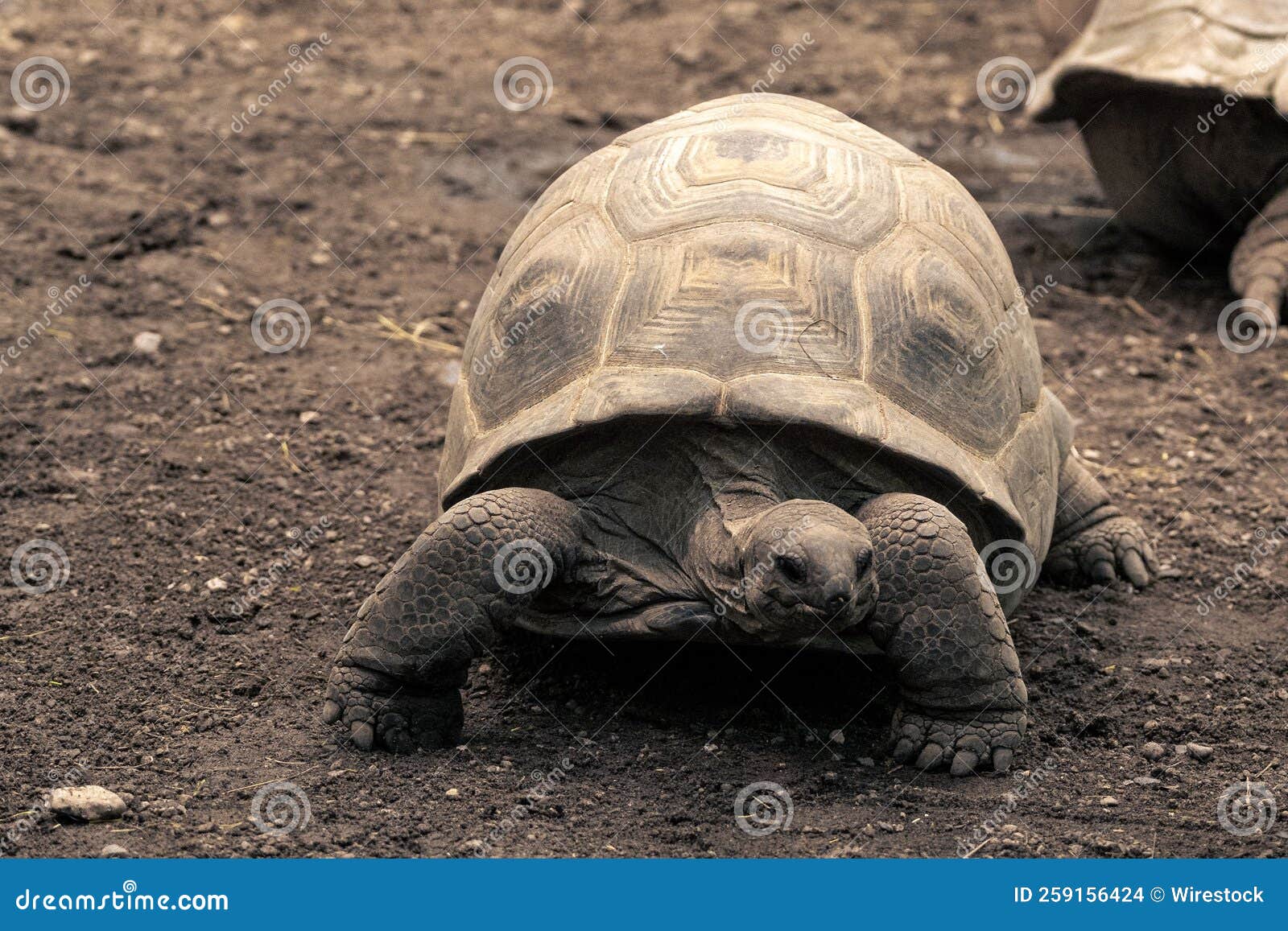 Big Turtle Standing on Sandy Ground Stock Photo - Image of tortoise ...