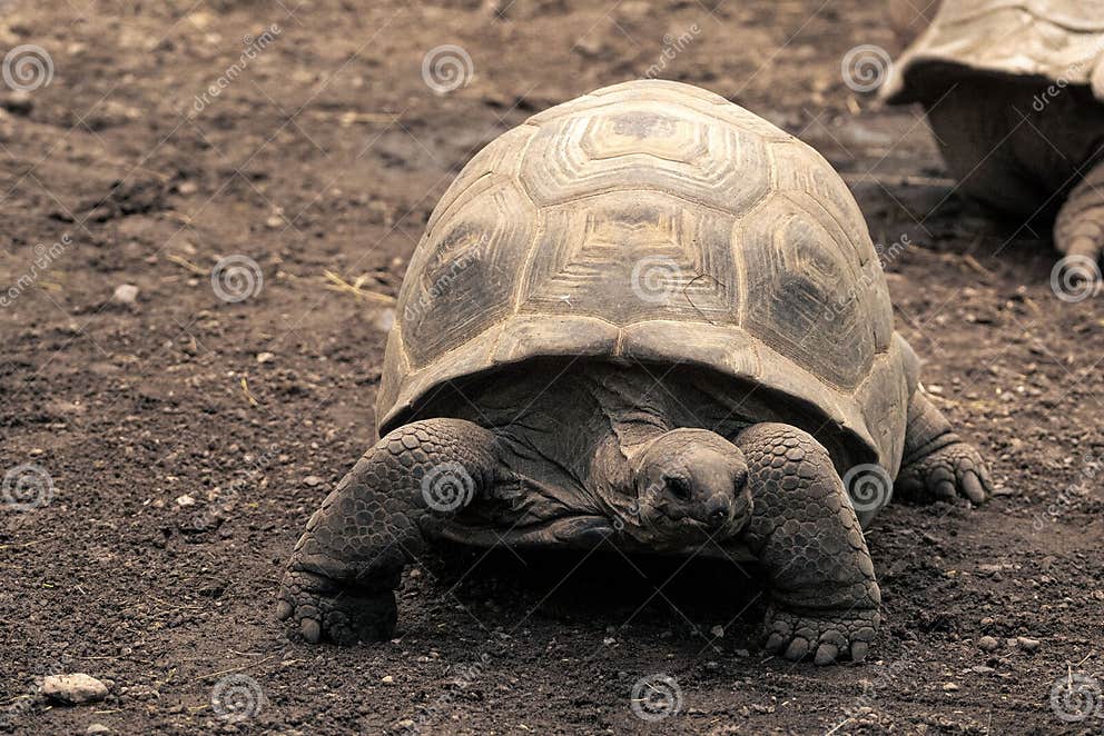 Big Turtle Standing on Sandy Ground Stock Photo - Image of tortoise ...