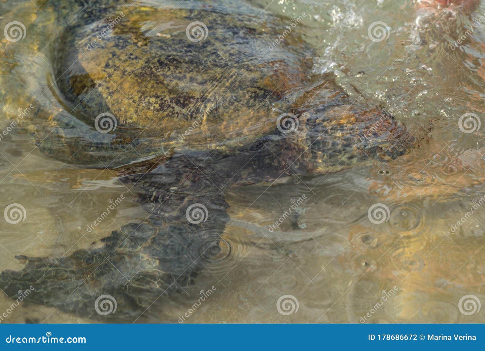 Big Turtle Swims in Water and Eats Algae Stock Photo - Image of ocean ...