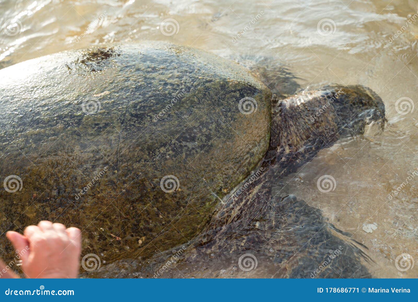 Big Turtle Swims in Water and Eats Algae Stock Image - Image of large ...