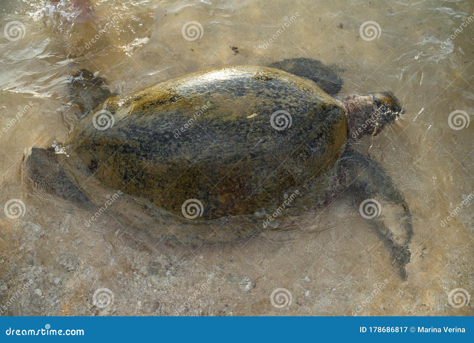 Big Turtle Swims in Water and Eats Algae Stock Image - Image of ...