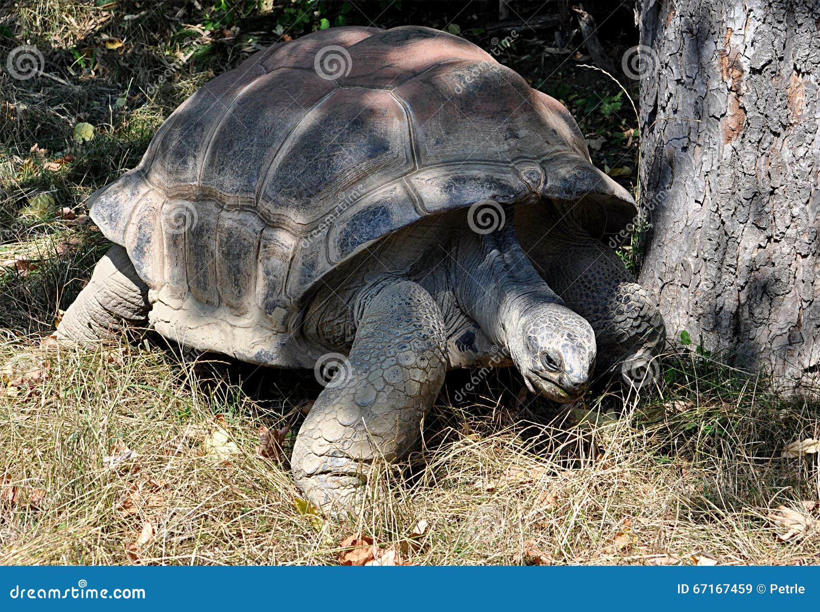 Big turtle stock image. Image of forest, shell, live - 67167459