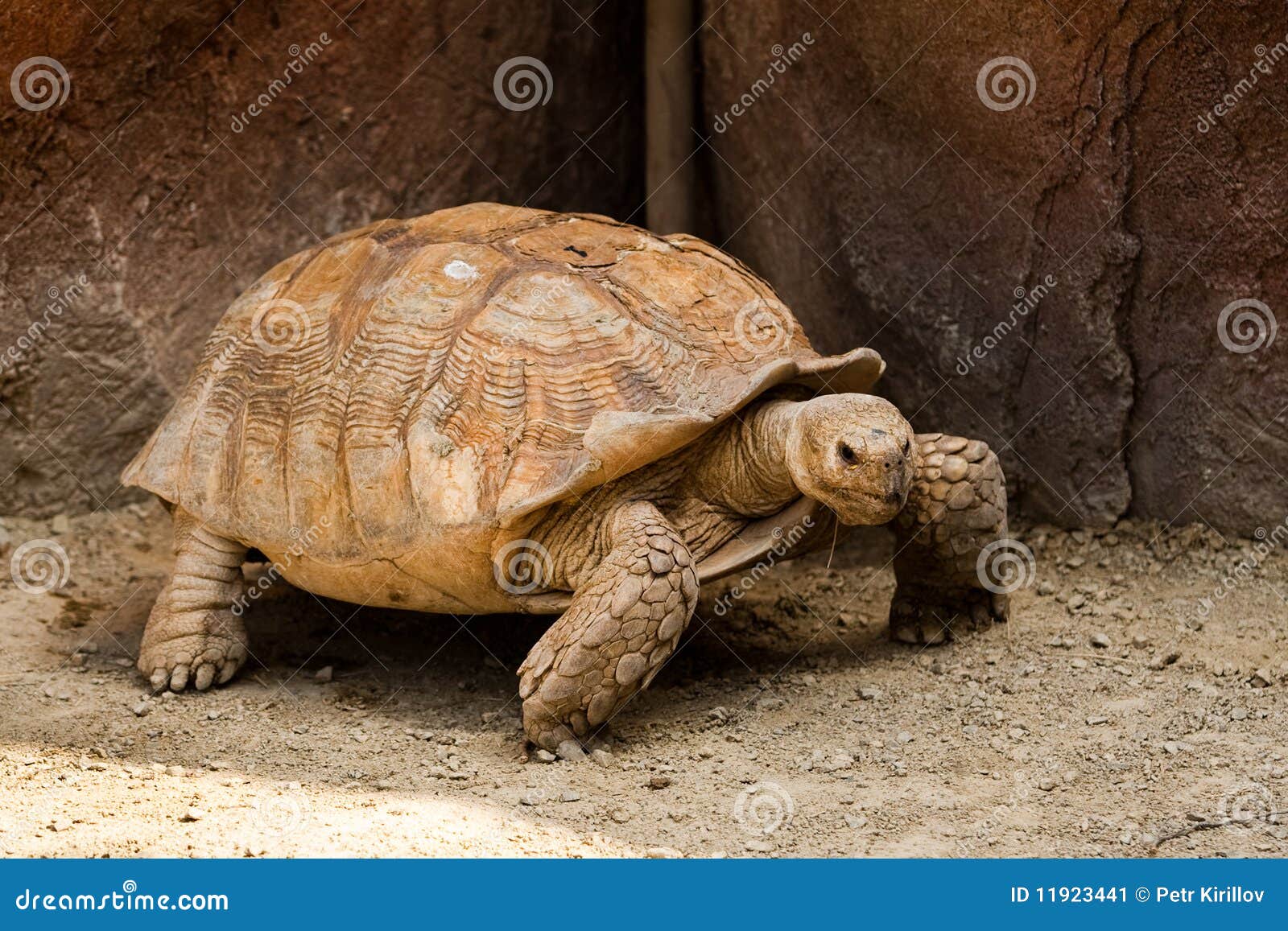 Big turtle in a zoo stock image. Image of solitude, shell - 11923441