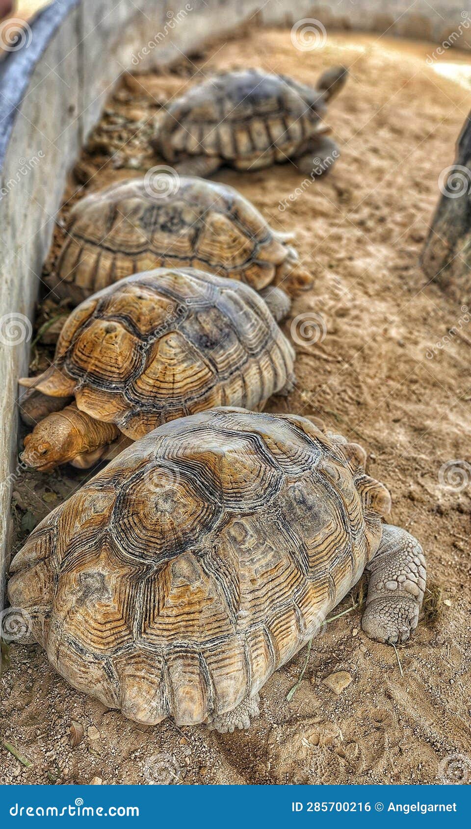 Big turtle in the zoo stock photo. Image of farm, turtle - 285700216