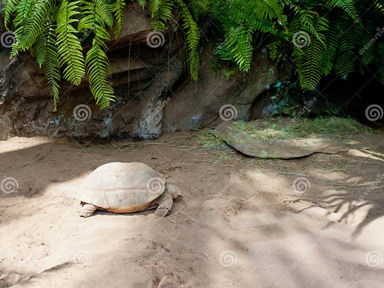 Big turtle in the zoo. stock image. Image of sand, wild - 177246135