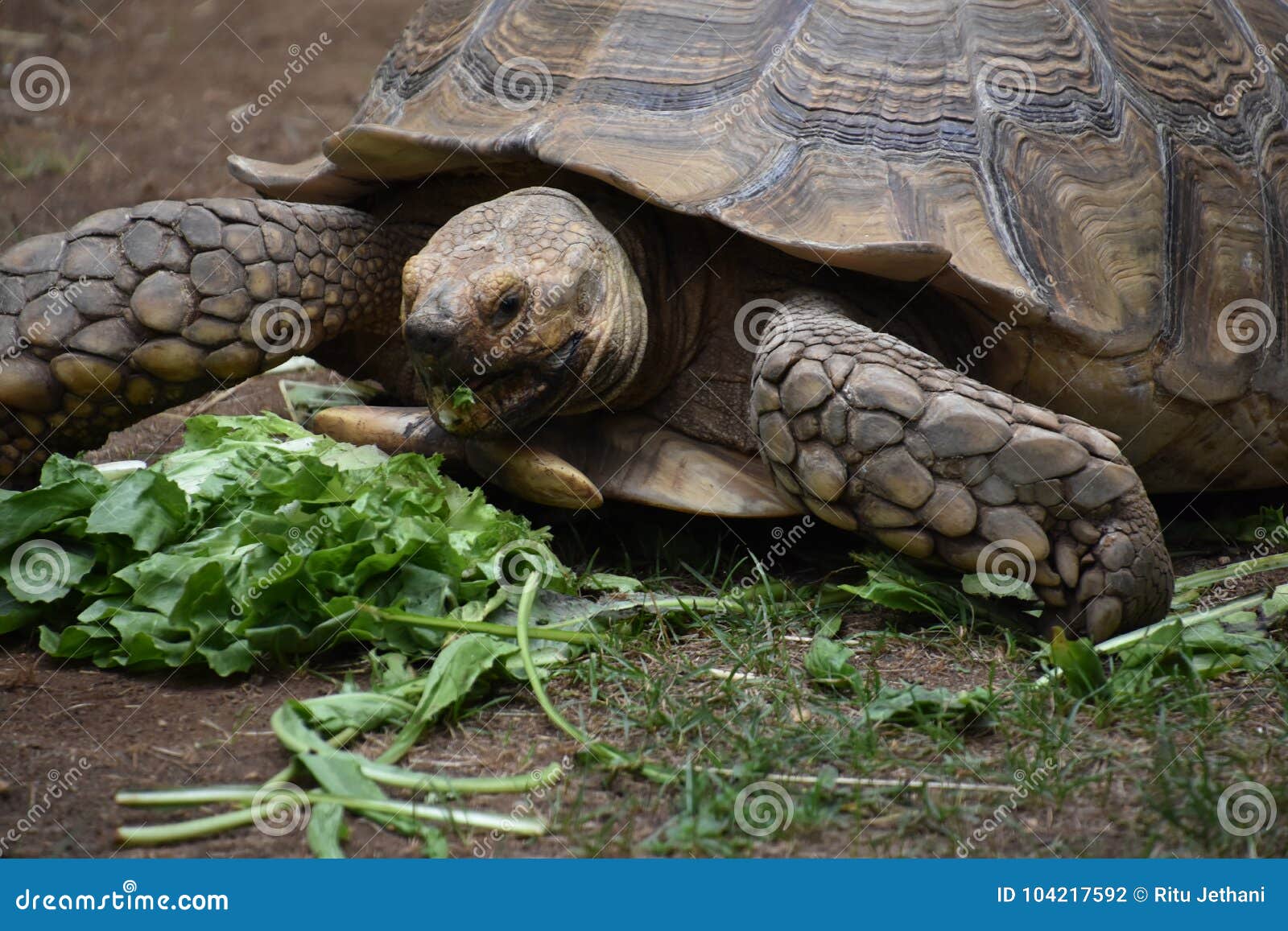 A Big Turtle stock photo. Image of colorful, seabottom - 104217592
