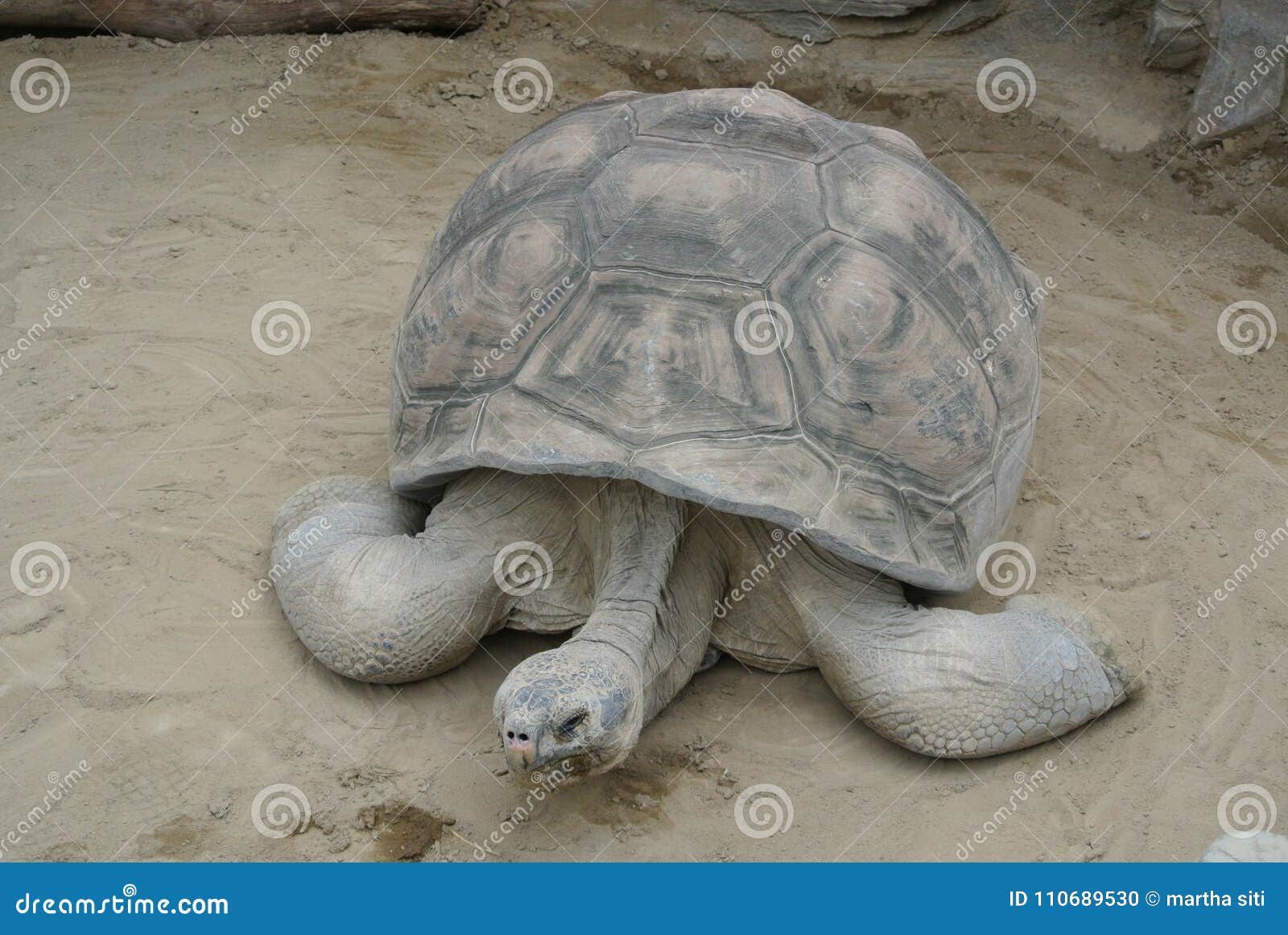 The old turtle in japan stock photo. Image of autumn - 110689530