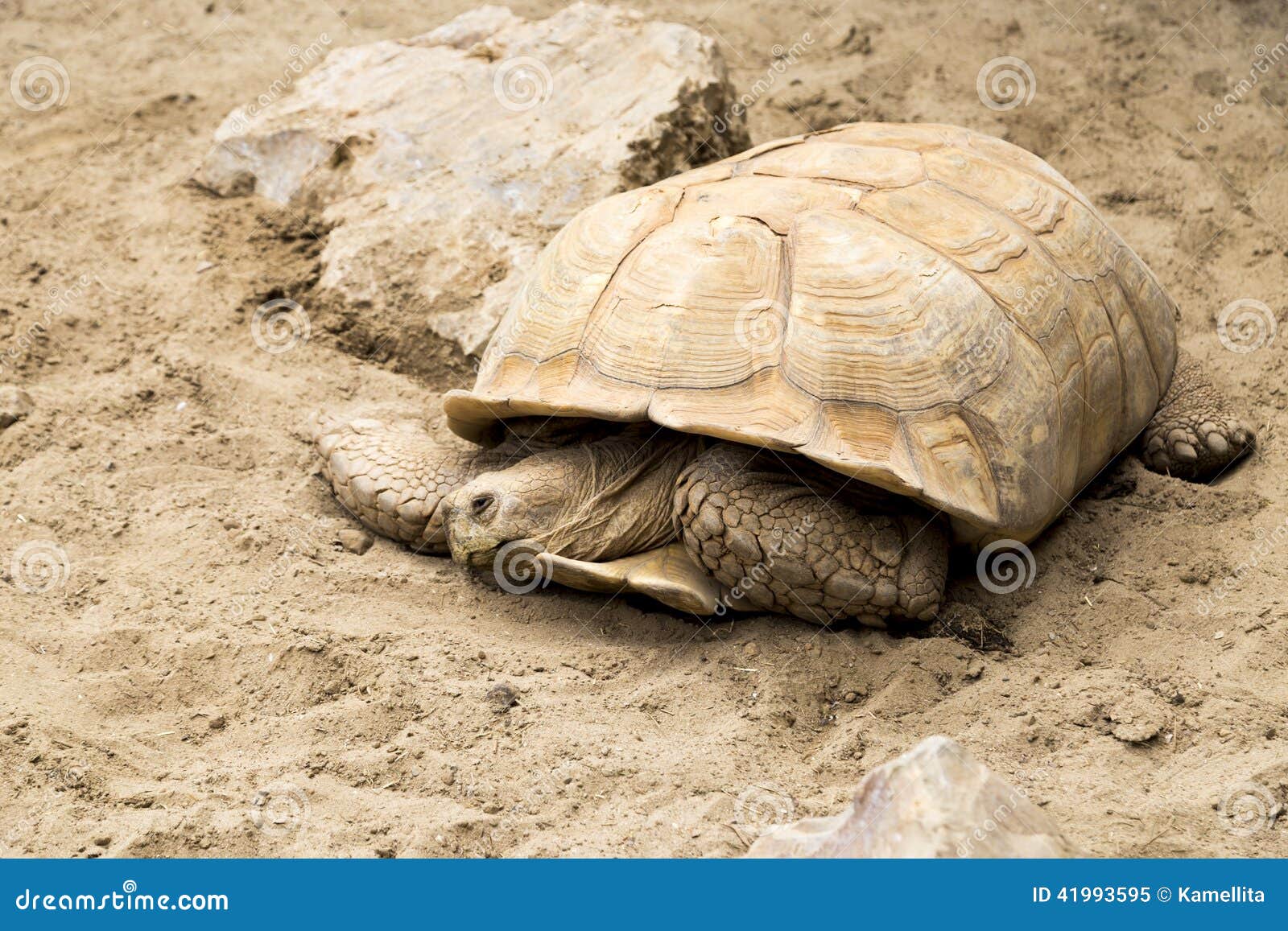 Big turtle stock image. Image of tortoise, front, endangered - 41993595