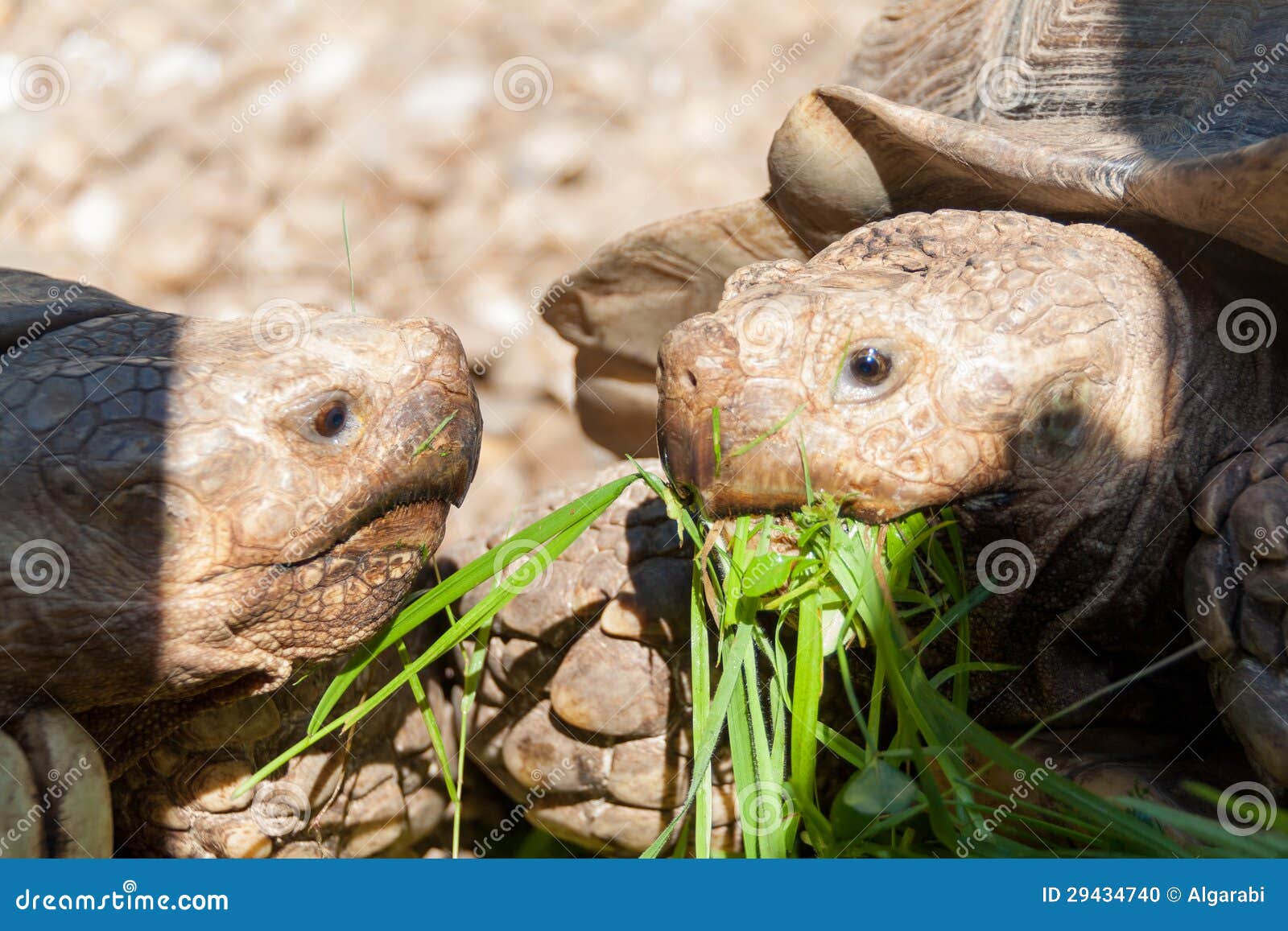 Big turtles eating stock photo. Image of shell, wild - 29434740
