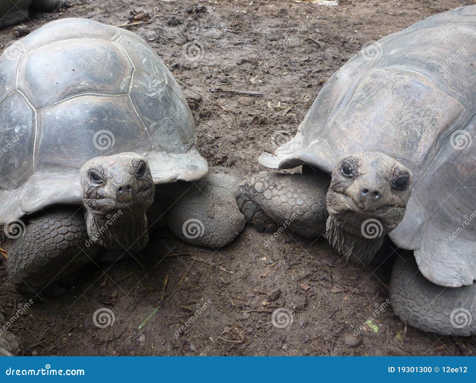 Big turtles on Seychelles stock photo. Image of island - 19301300