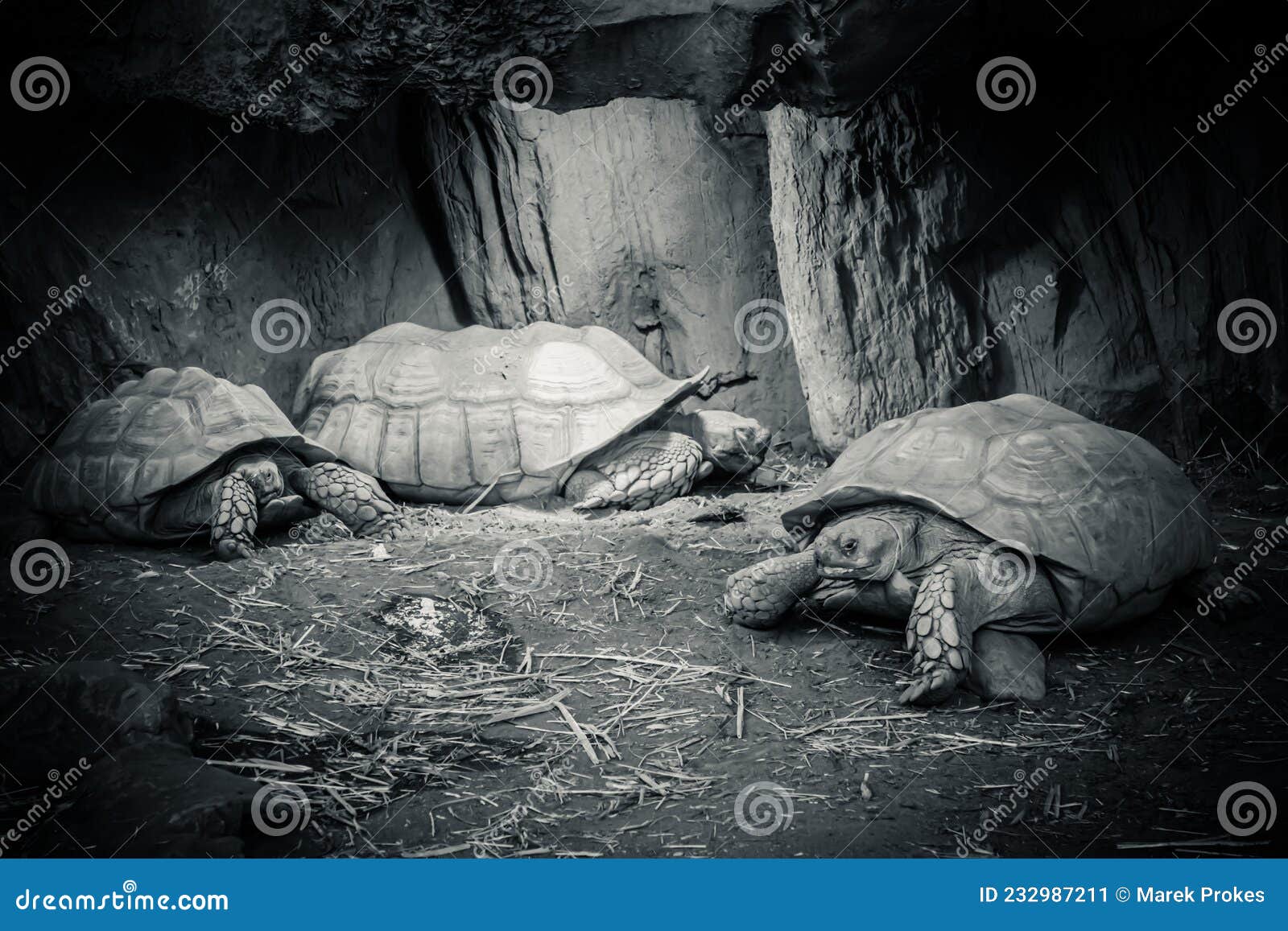 Big Turtles at the Zoo. Giant Turtle Stock Image - Image of closeup ...