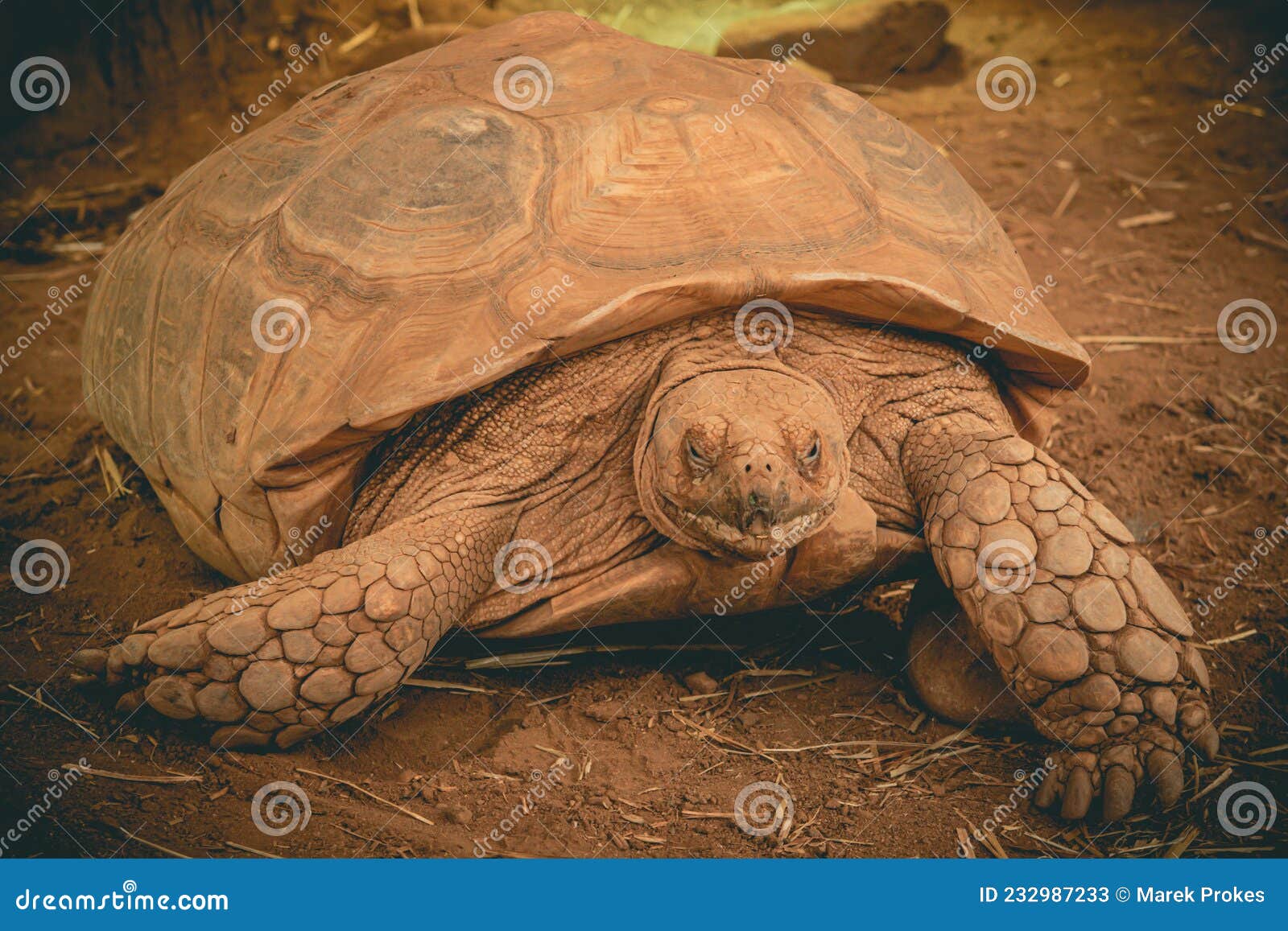 Big Turtles at the Zoo. Giant Turtle Stock Image - Image of head, life ...