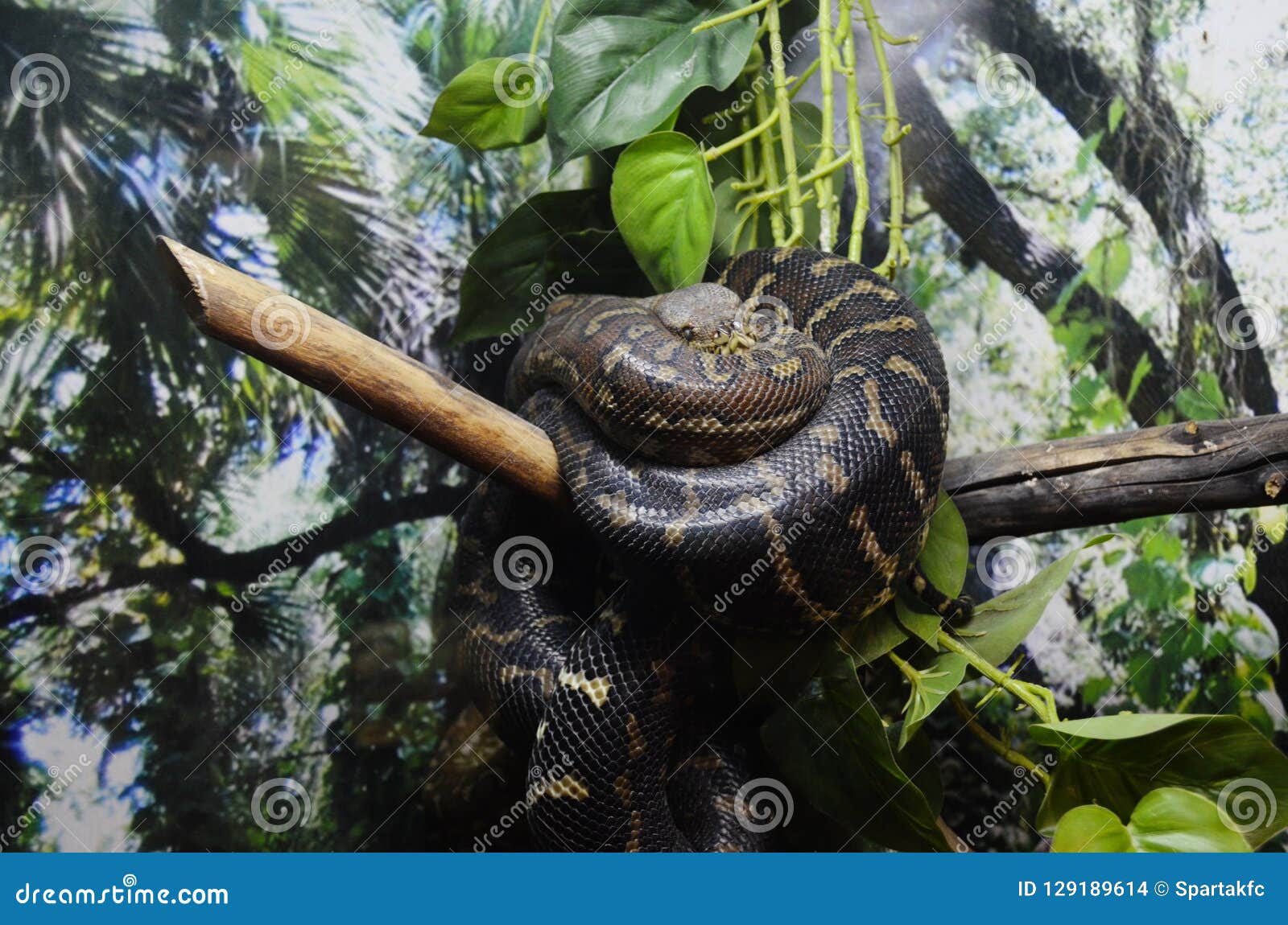 Big Snake in the Moscow Zoo Stock Photo - Image of beautiful, scales ...